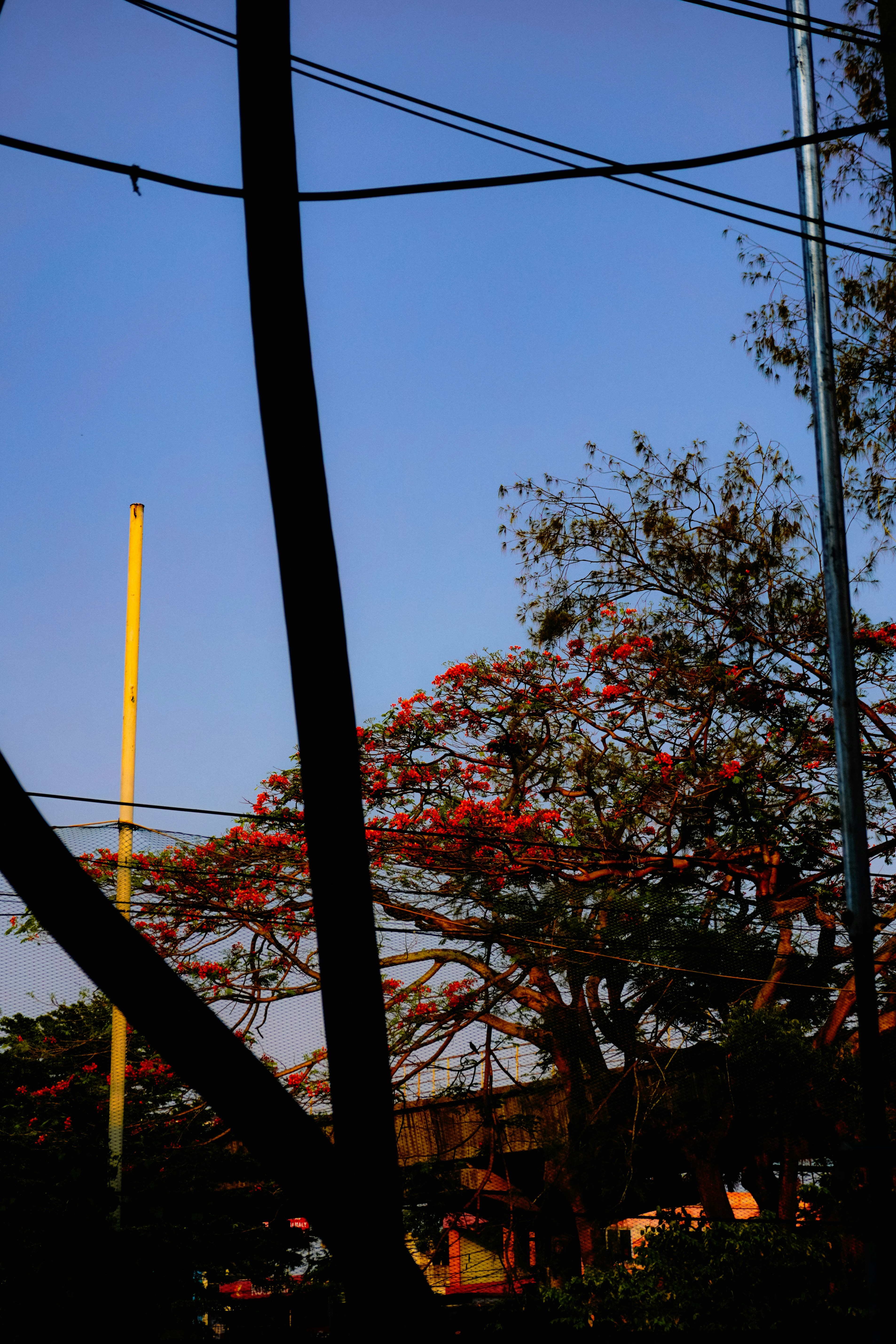 Red-flowered tree against blue sky with silhouetted power lines.