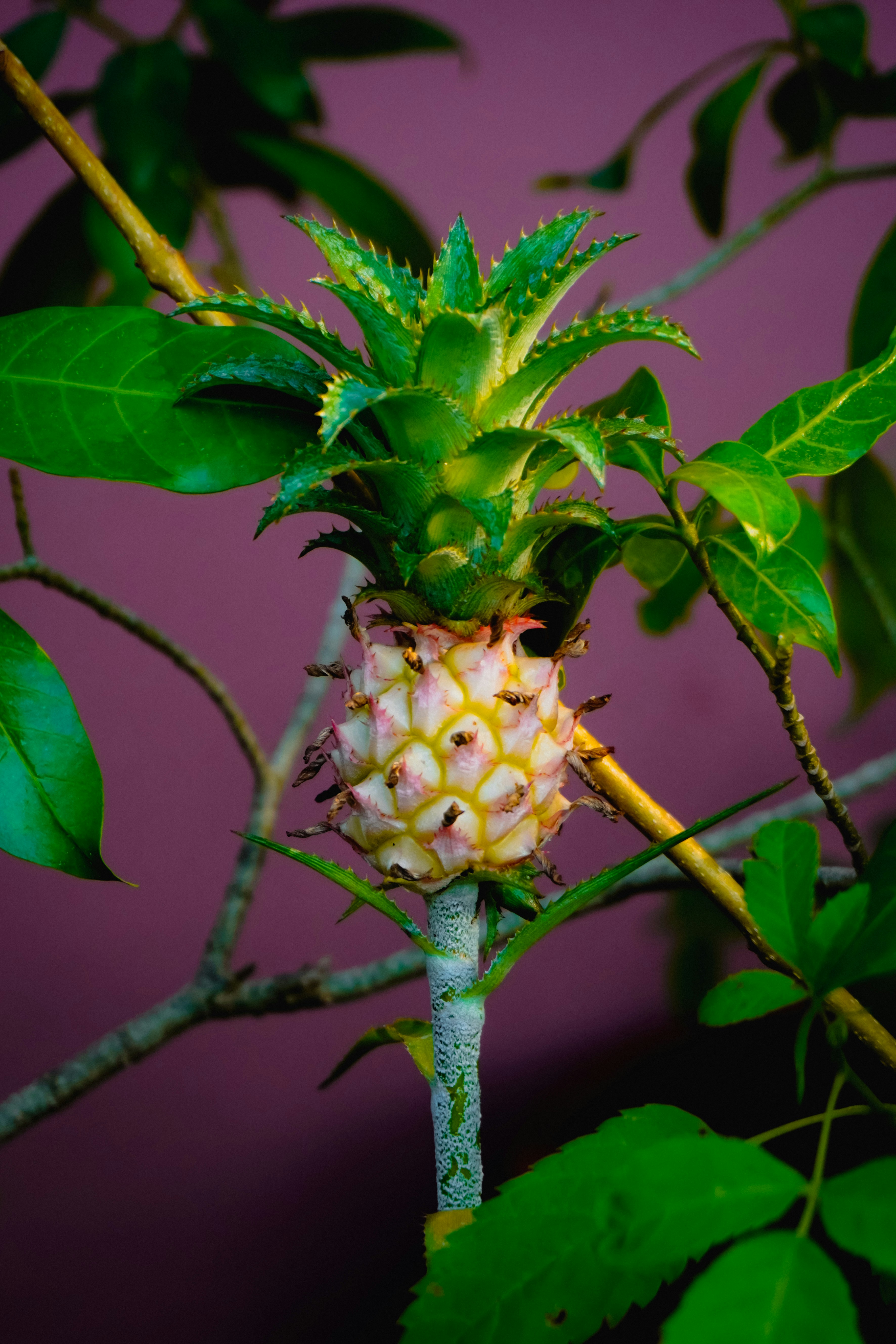 Pineapple Crown in Focus: A Quiet Moment on the Branch