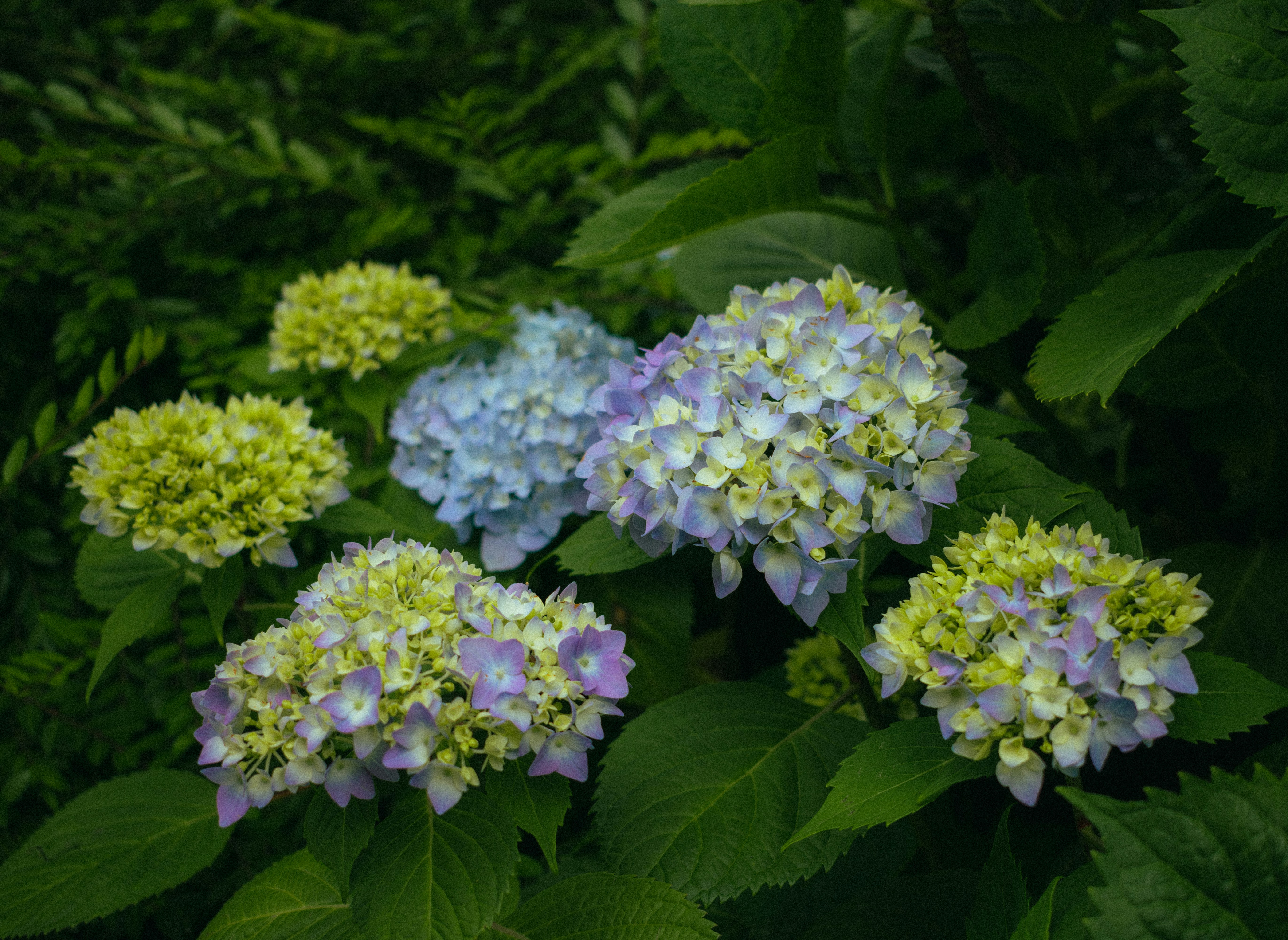 Hydrangea Bloom Cascade in a Shaded Garden