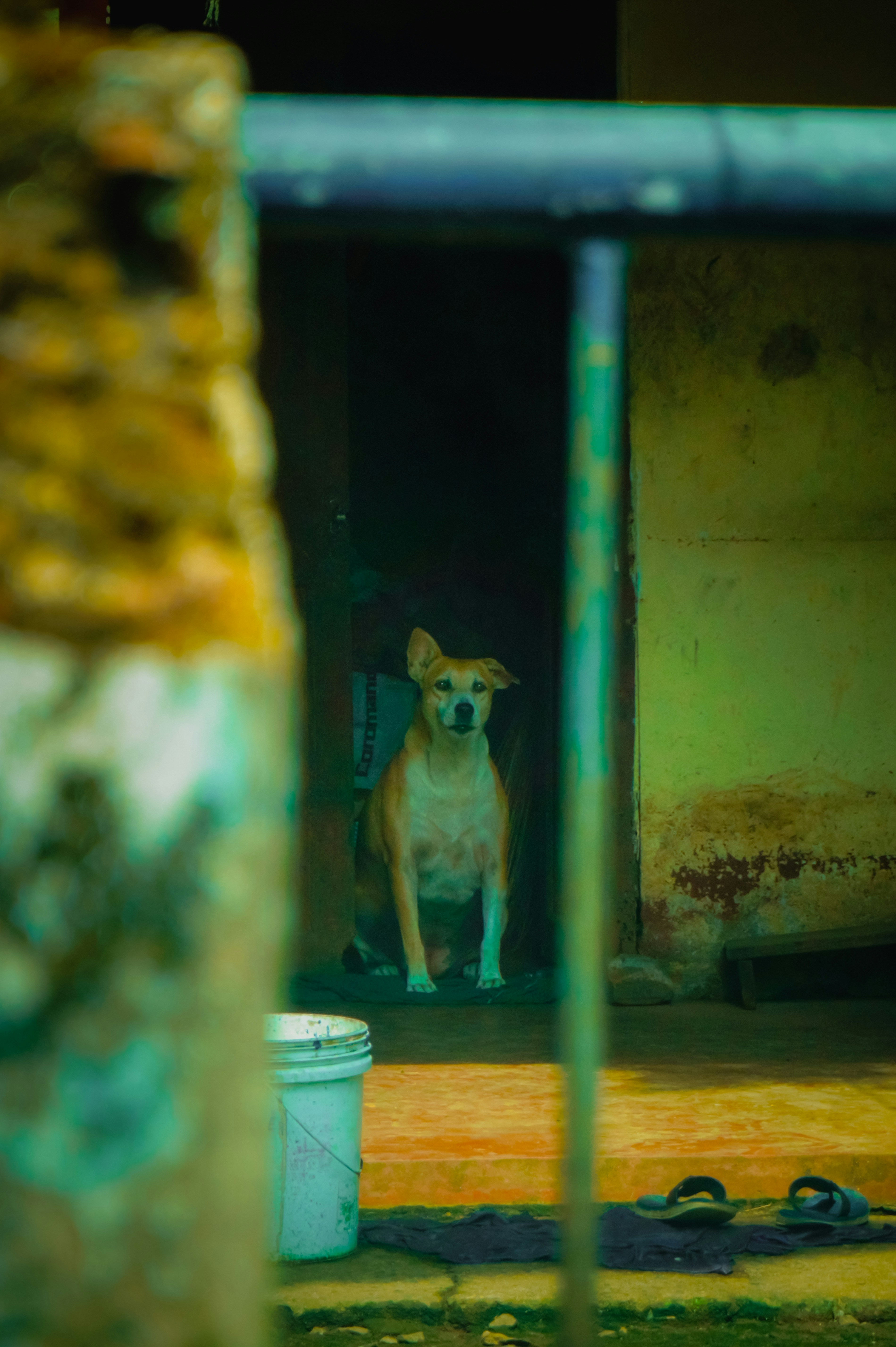 A watchful silhouette in the doorway