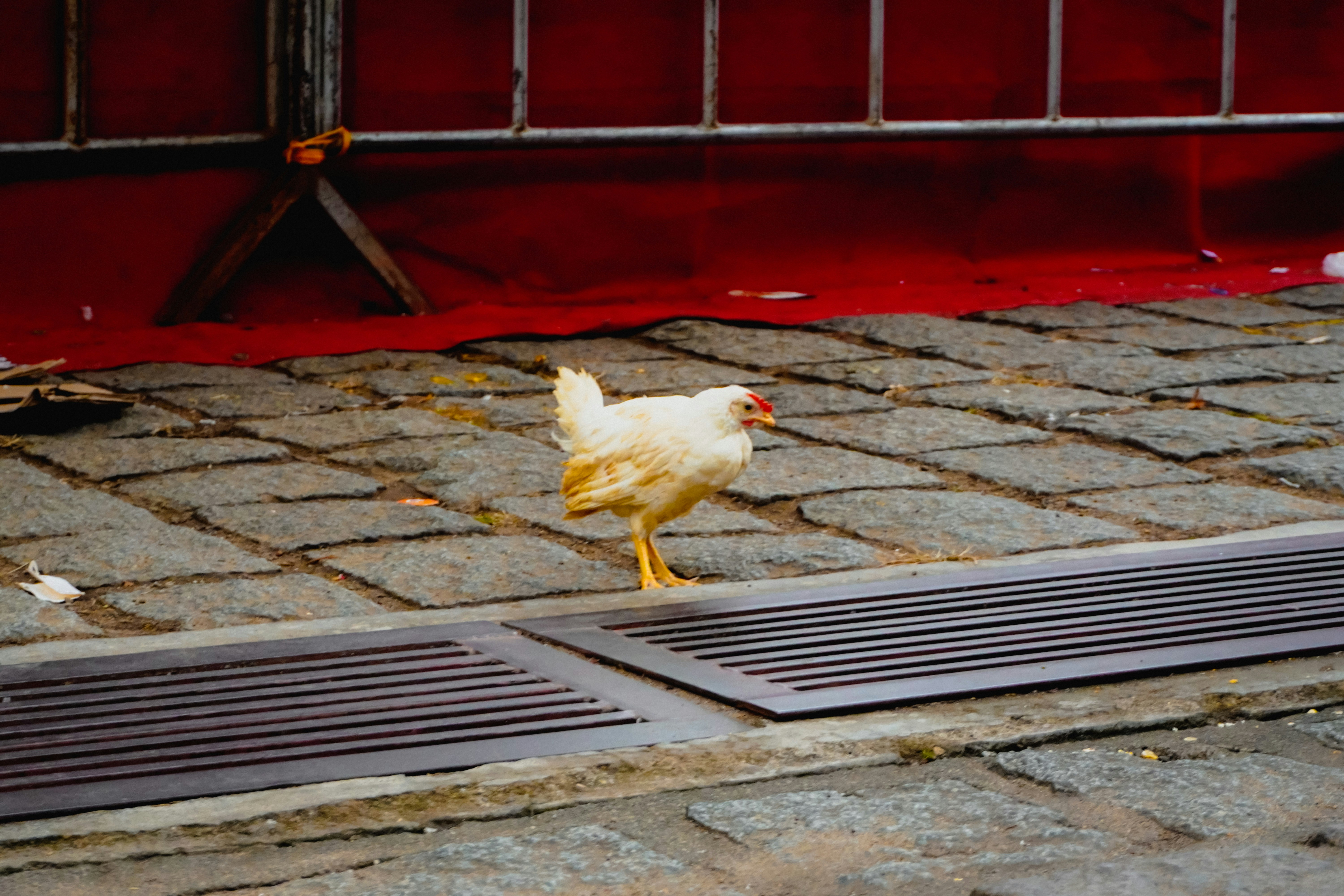 White Hen on Cobblestone Verge by Red Backdrop