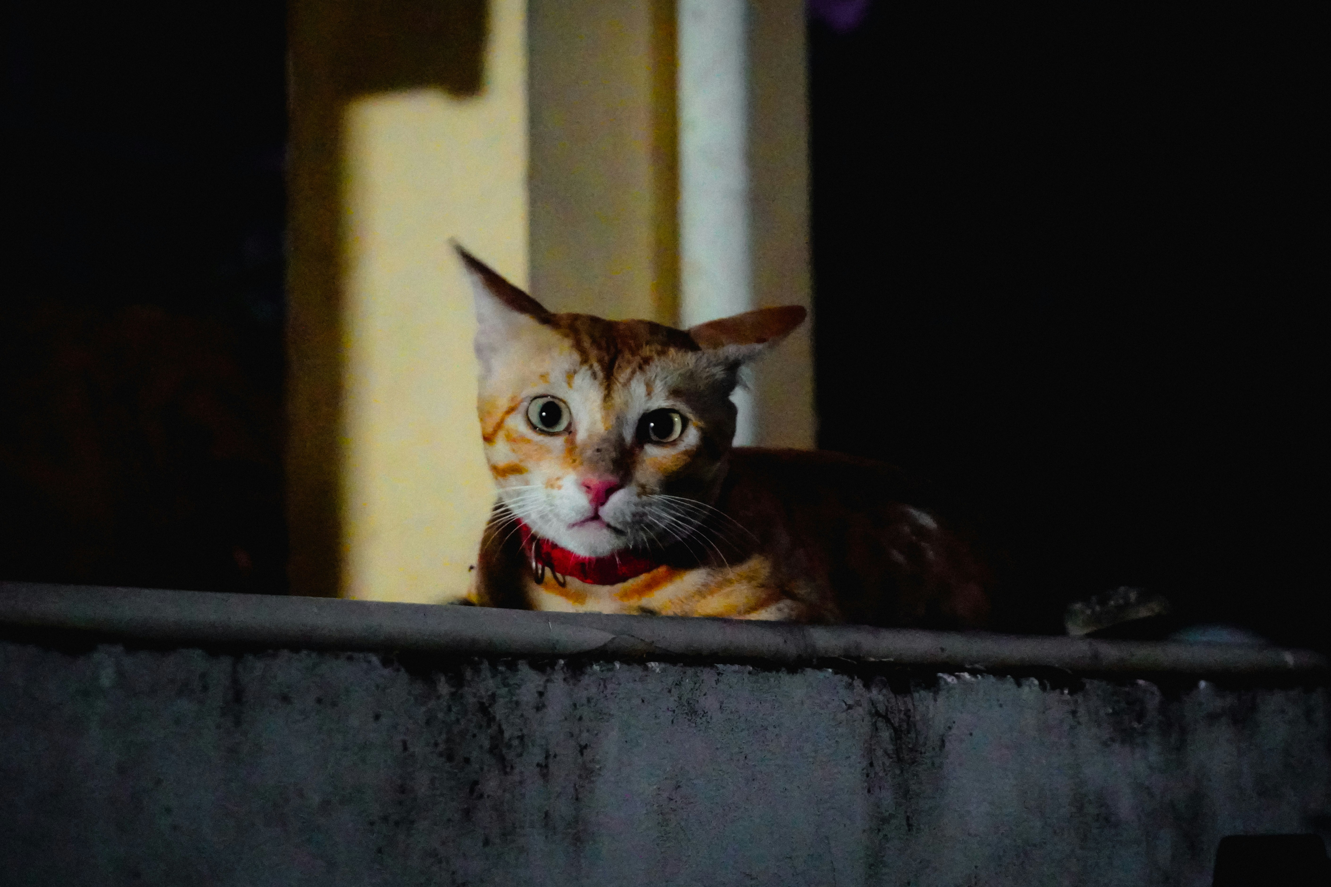 Orange tabby cat with red collar lying on a wall.