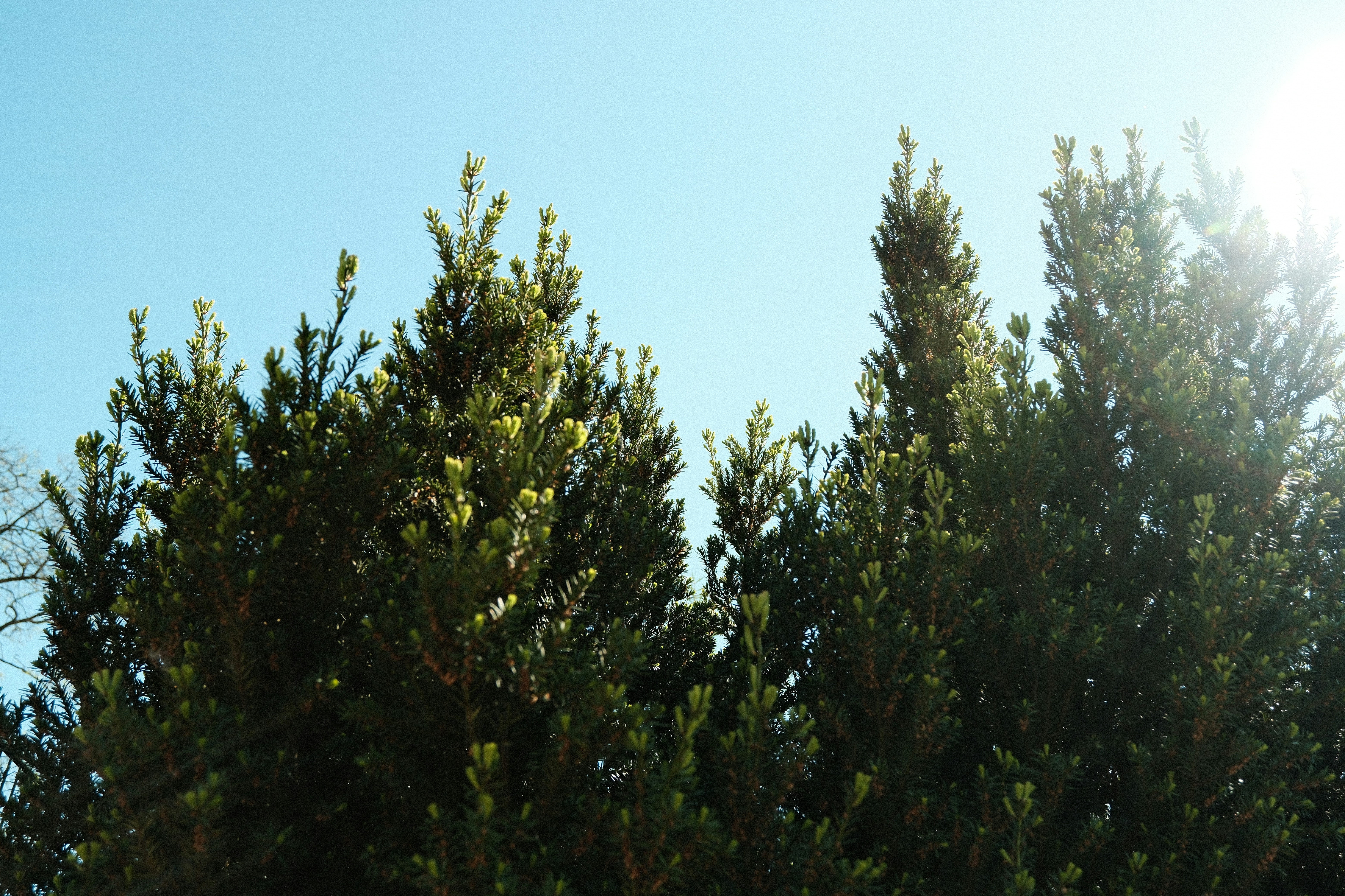 Sunlit Cedar Canopy Under a Clear Sky