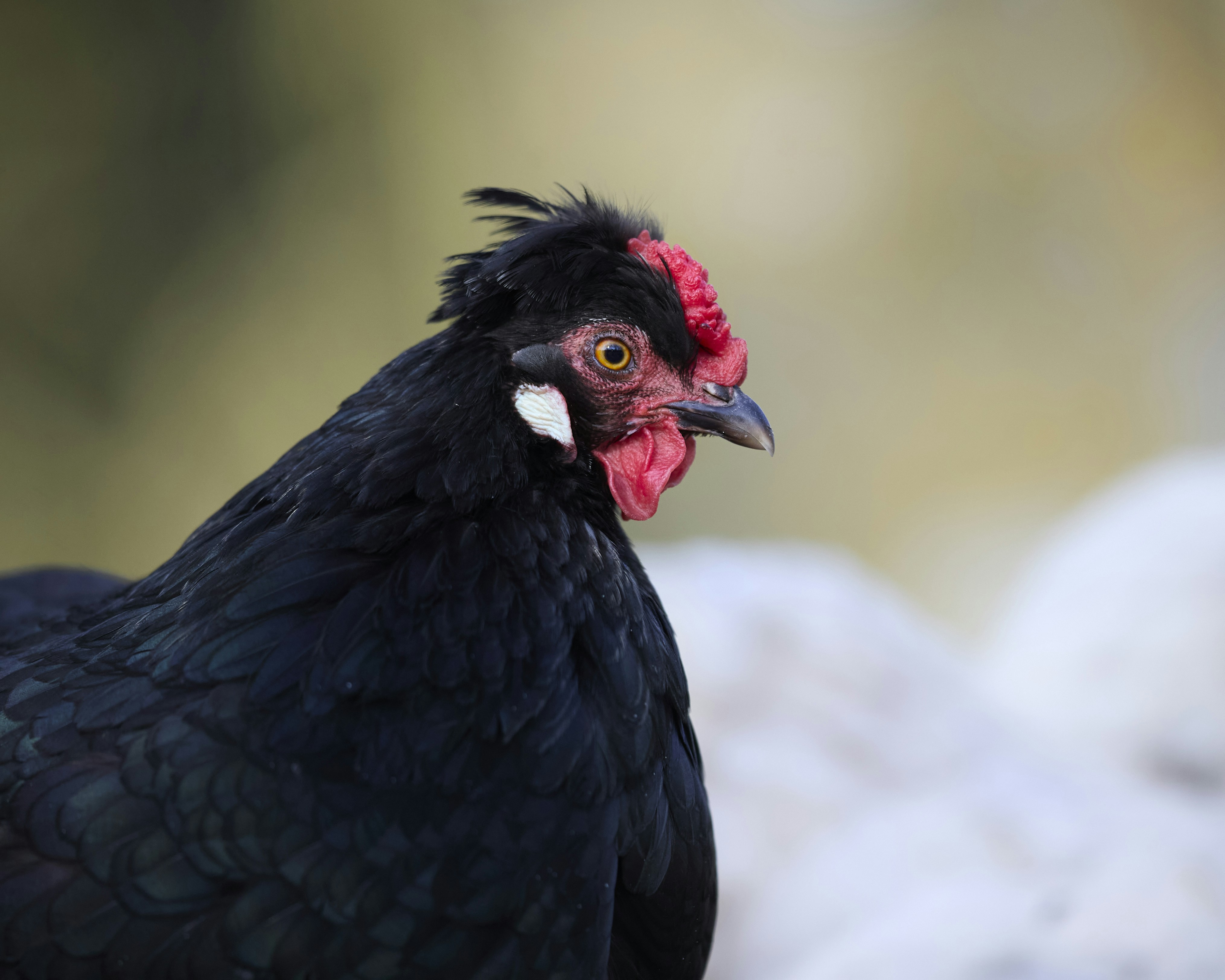 Crowned in Focus: A Sharp-eyed Black Hen Portrait