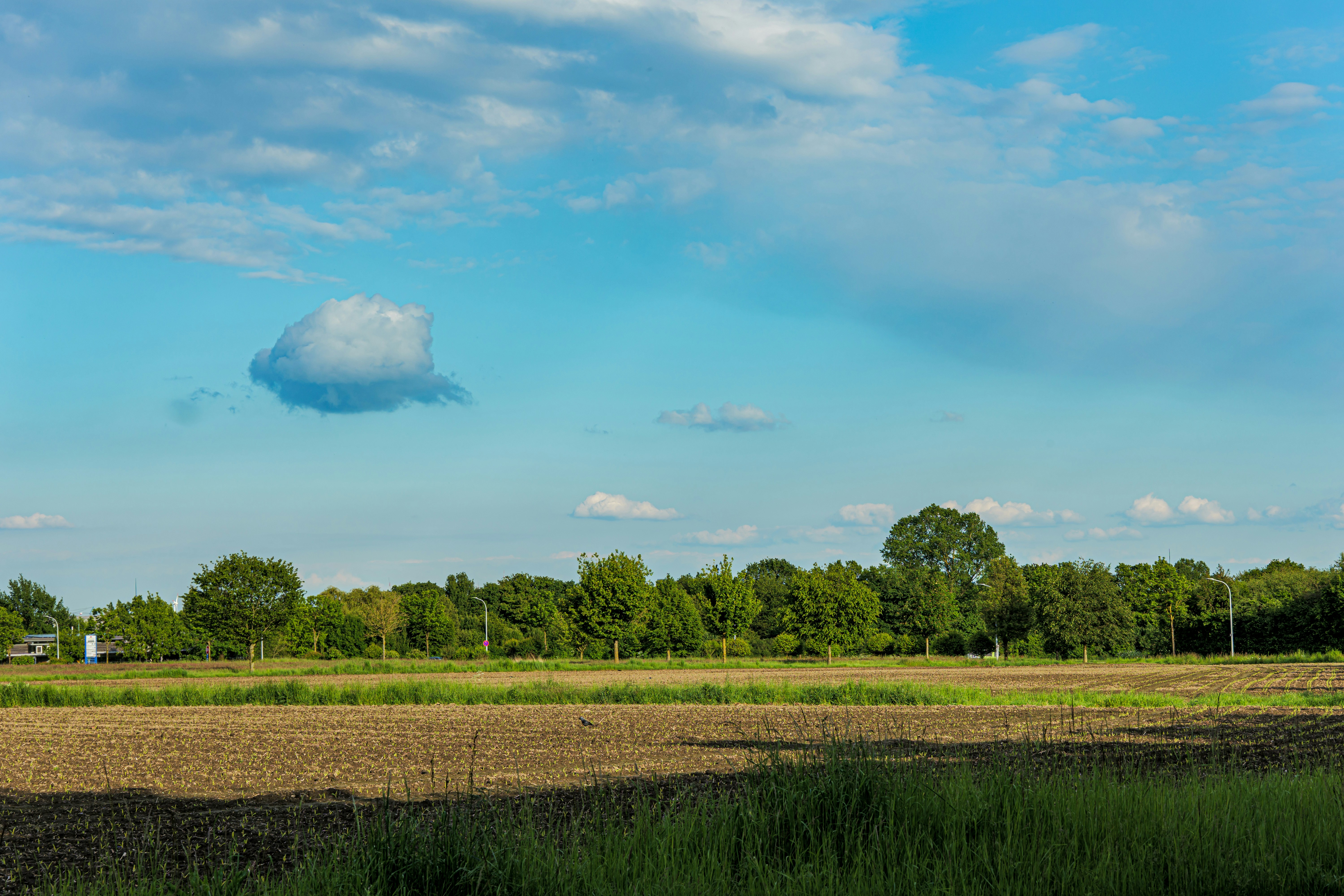 Quiet Horizon: field, trees, and sky beneath a calm afternoon