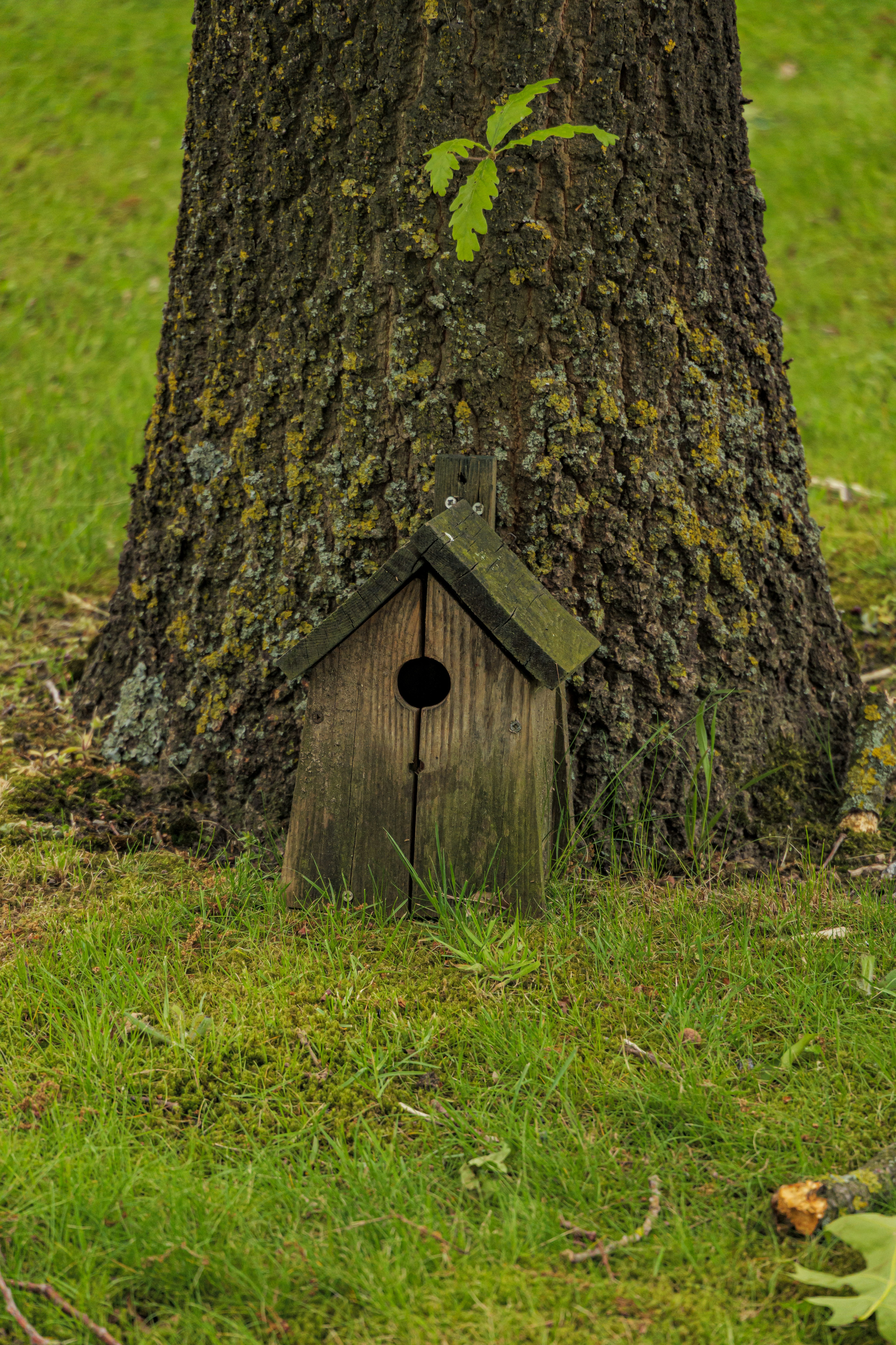 Nest at the Foot: A Weathered Birdhouse by a Wise Old Tree
