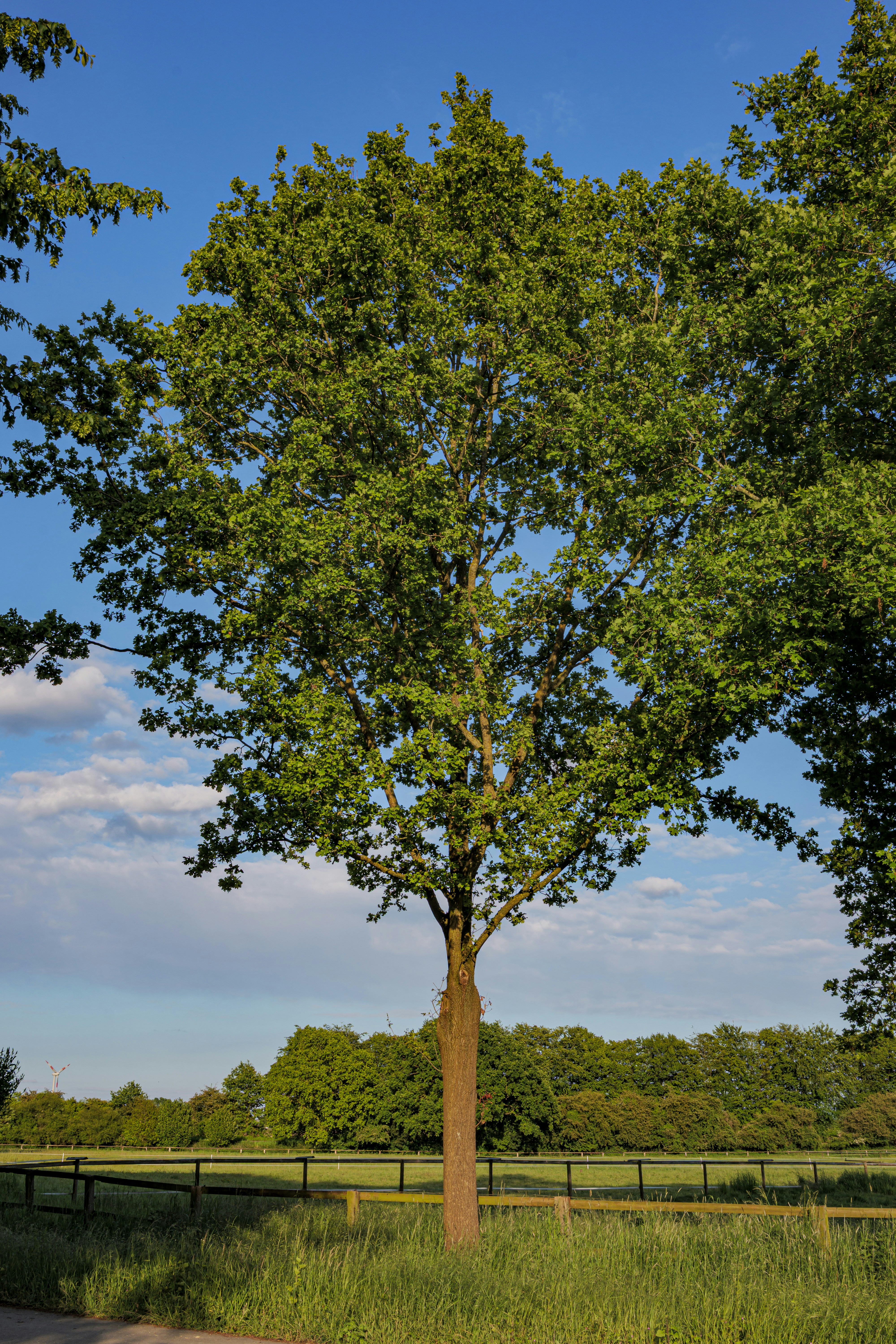 Emerald Cathedral: A Central Tree Reaching Toward the Sky