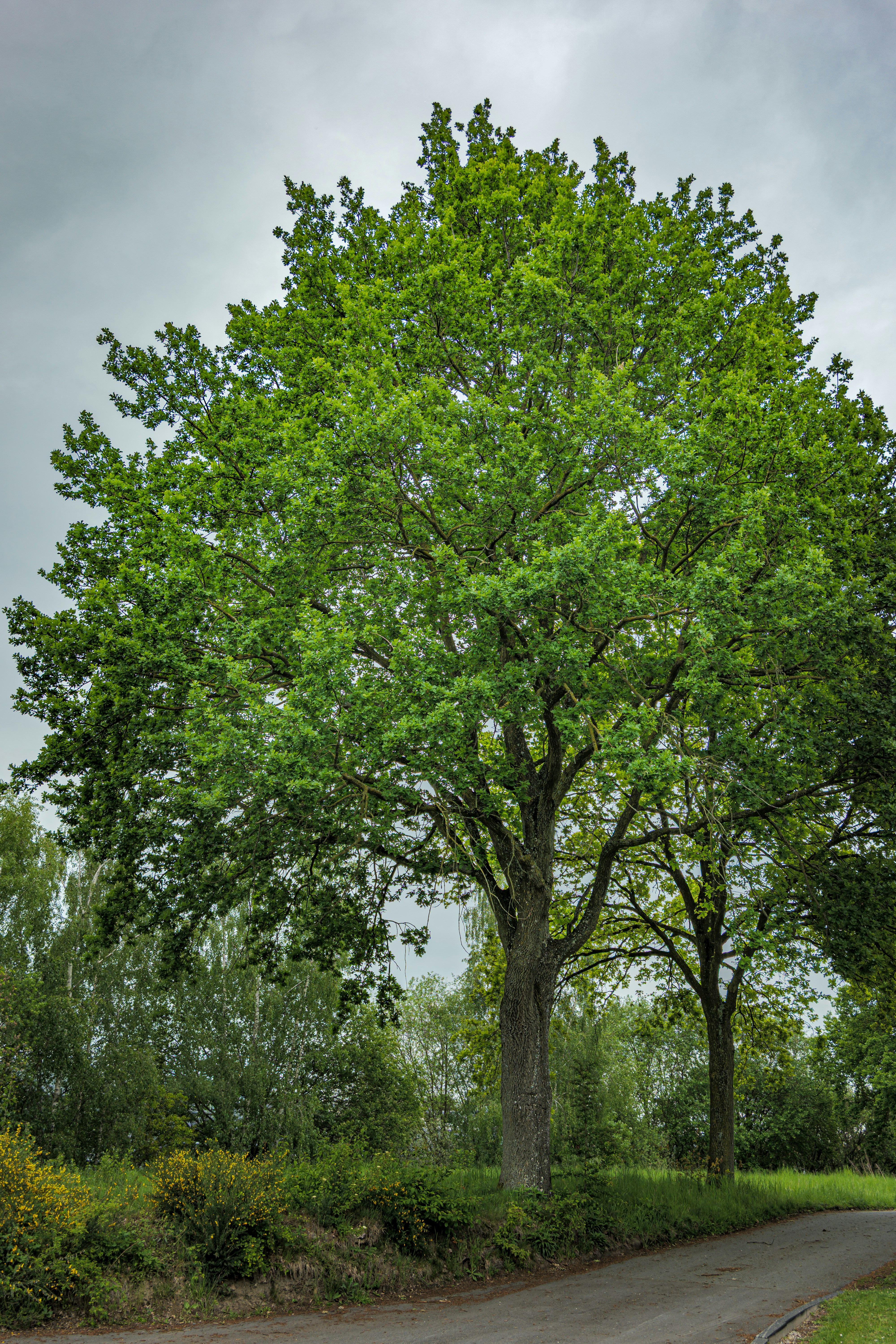 Majestic Willow-Like Canopy Over a Quiet Country Road