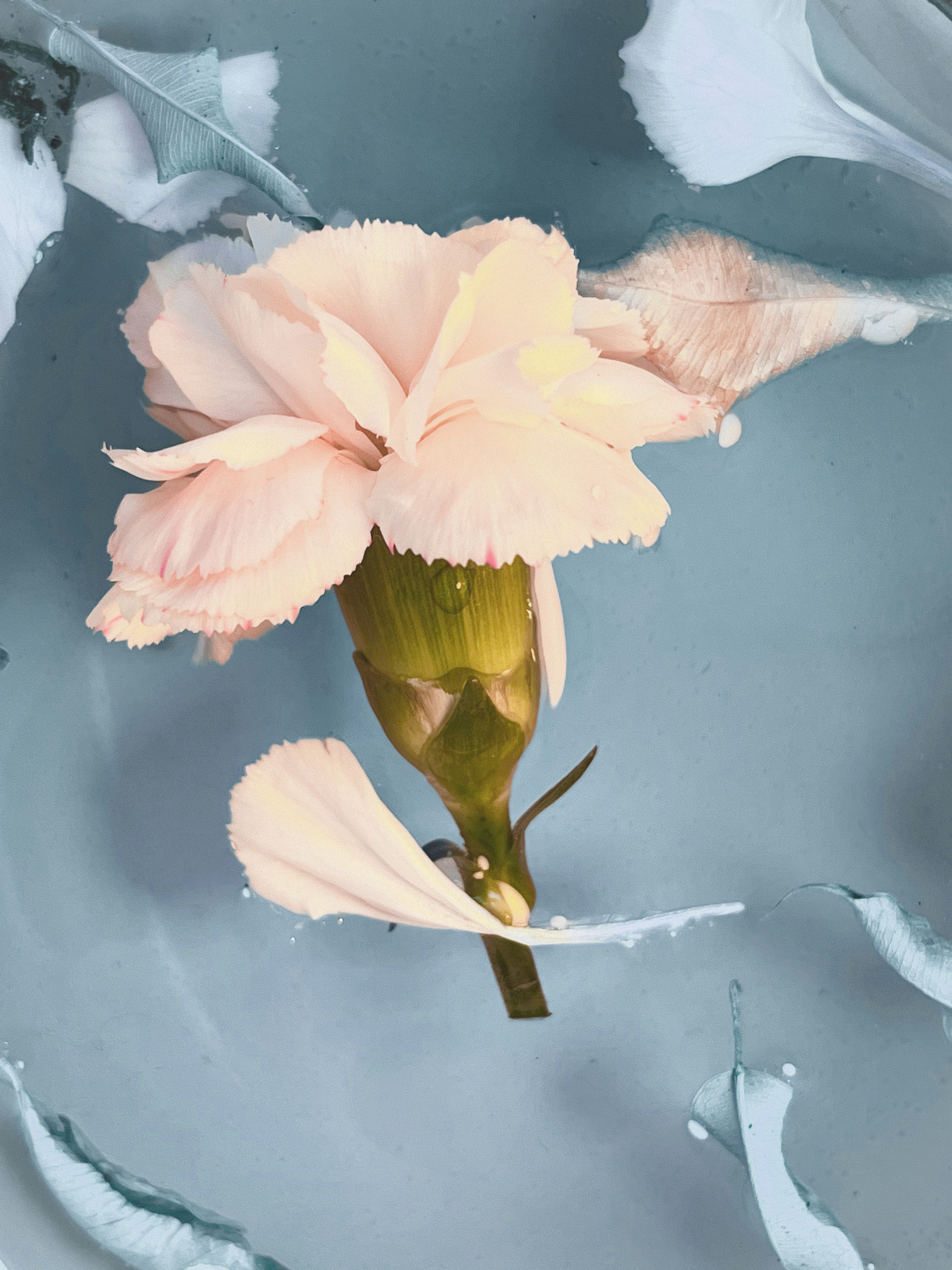 Delicate Pink Carnation Adrift in Soft Blue Glass