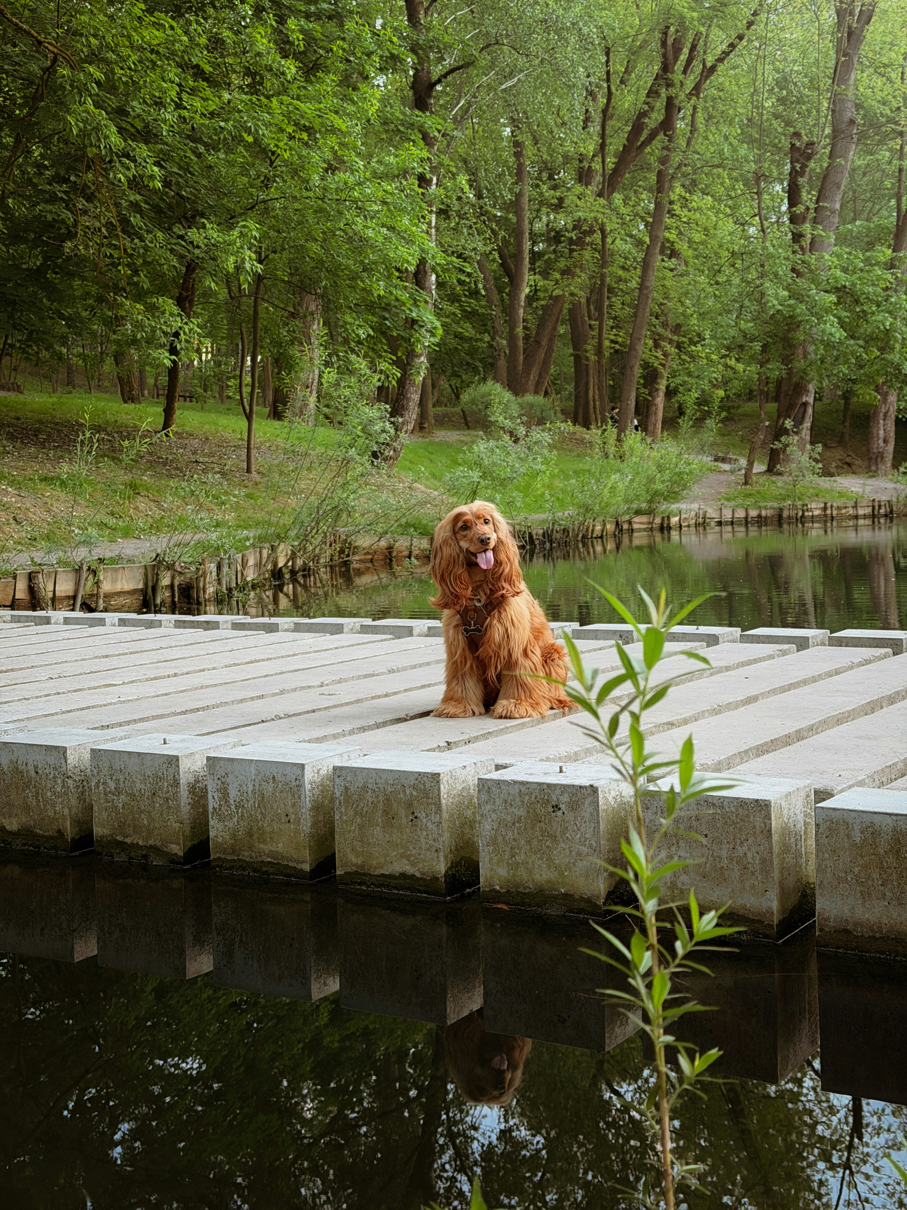 A brown dog sits on concrete by a pond.