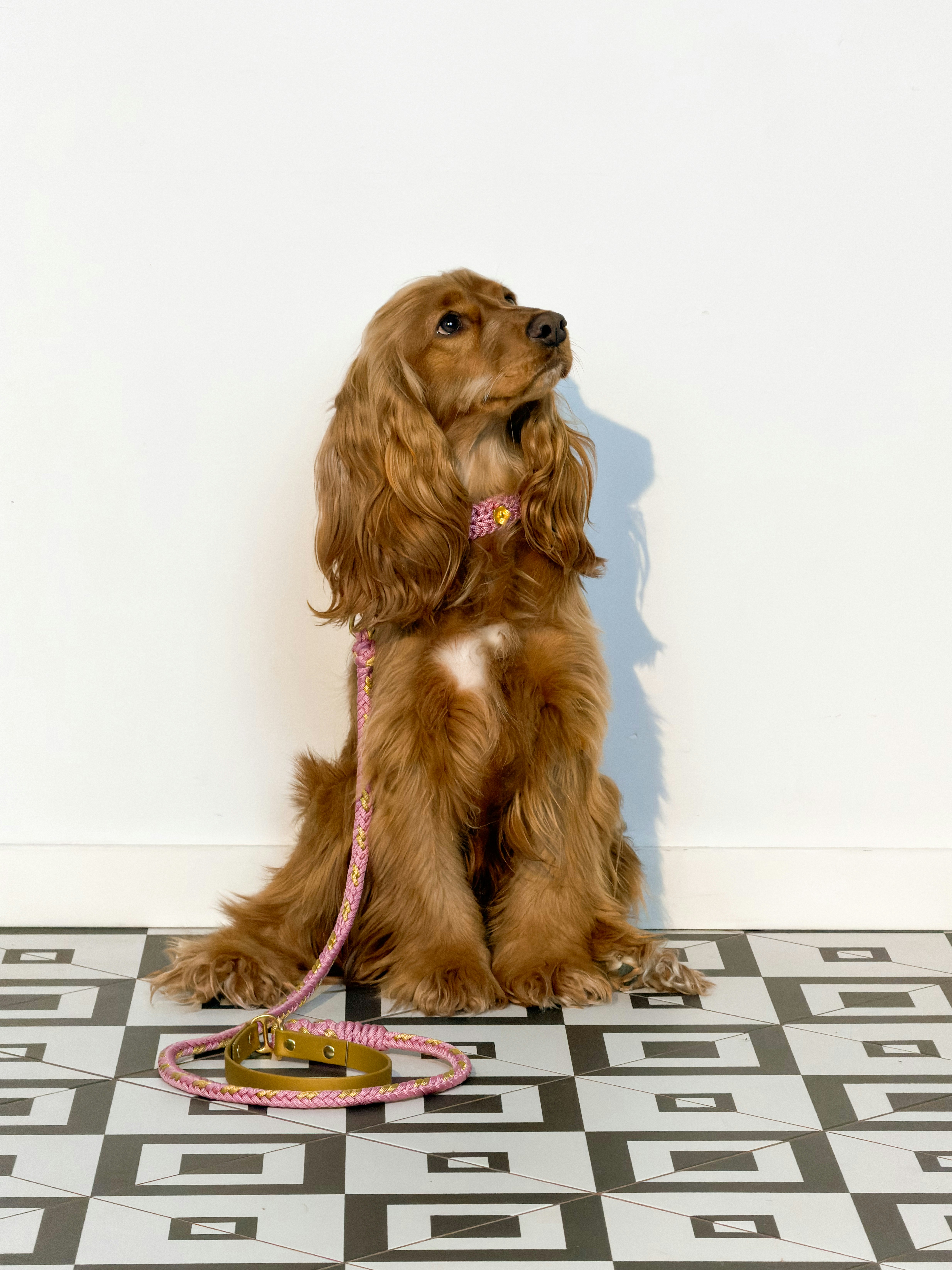 Cavapoo at Dainty Pose in Checkered Floor Studio