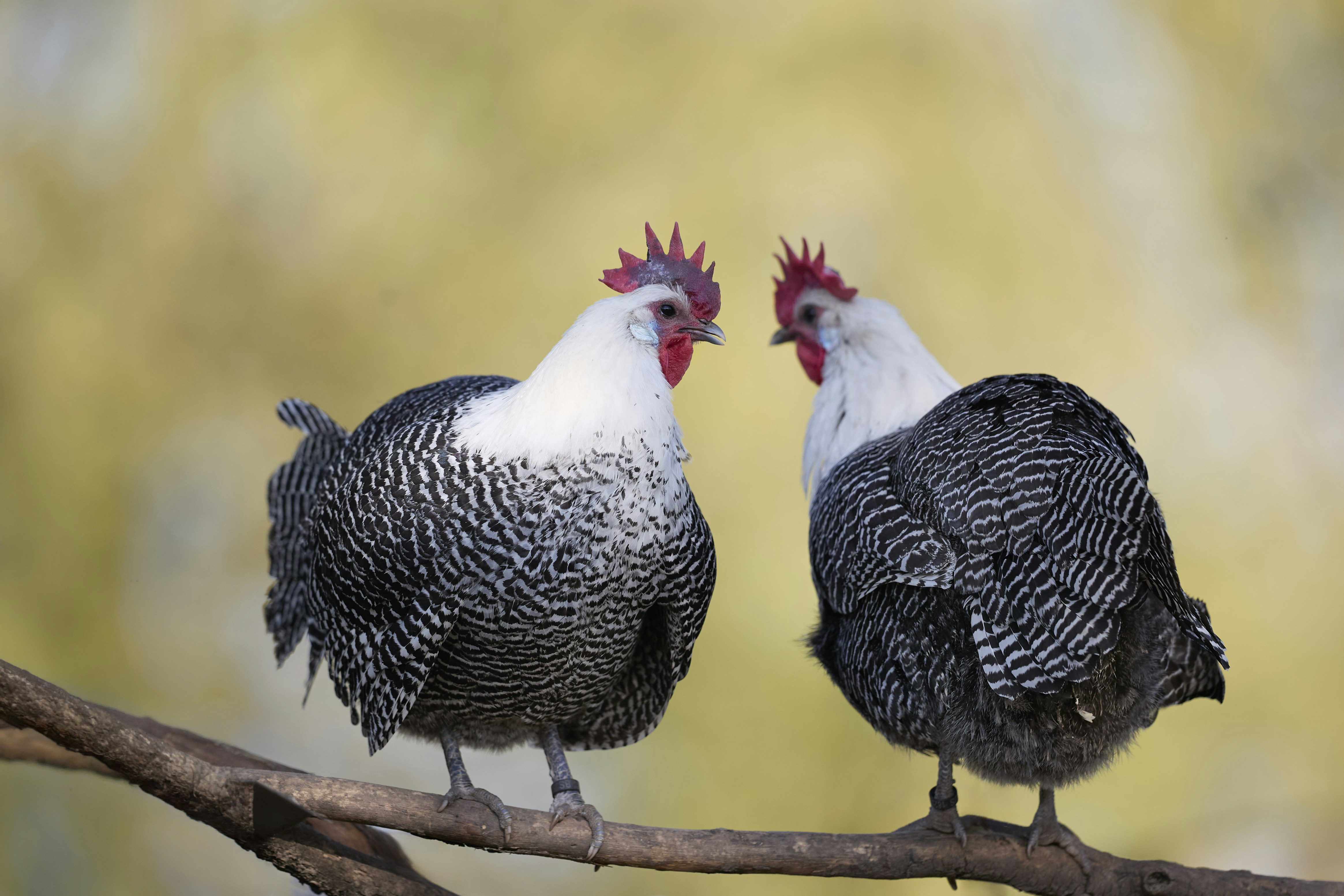 Two Roosters in Dialogue on a Sunlit Branch