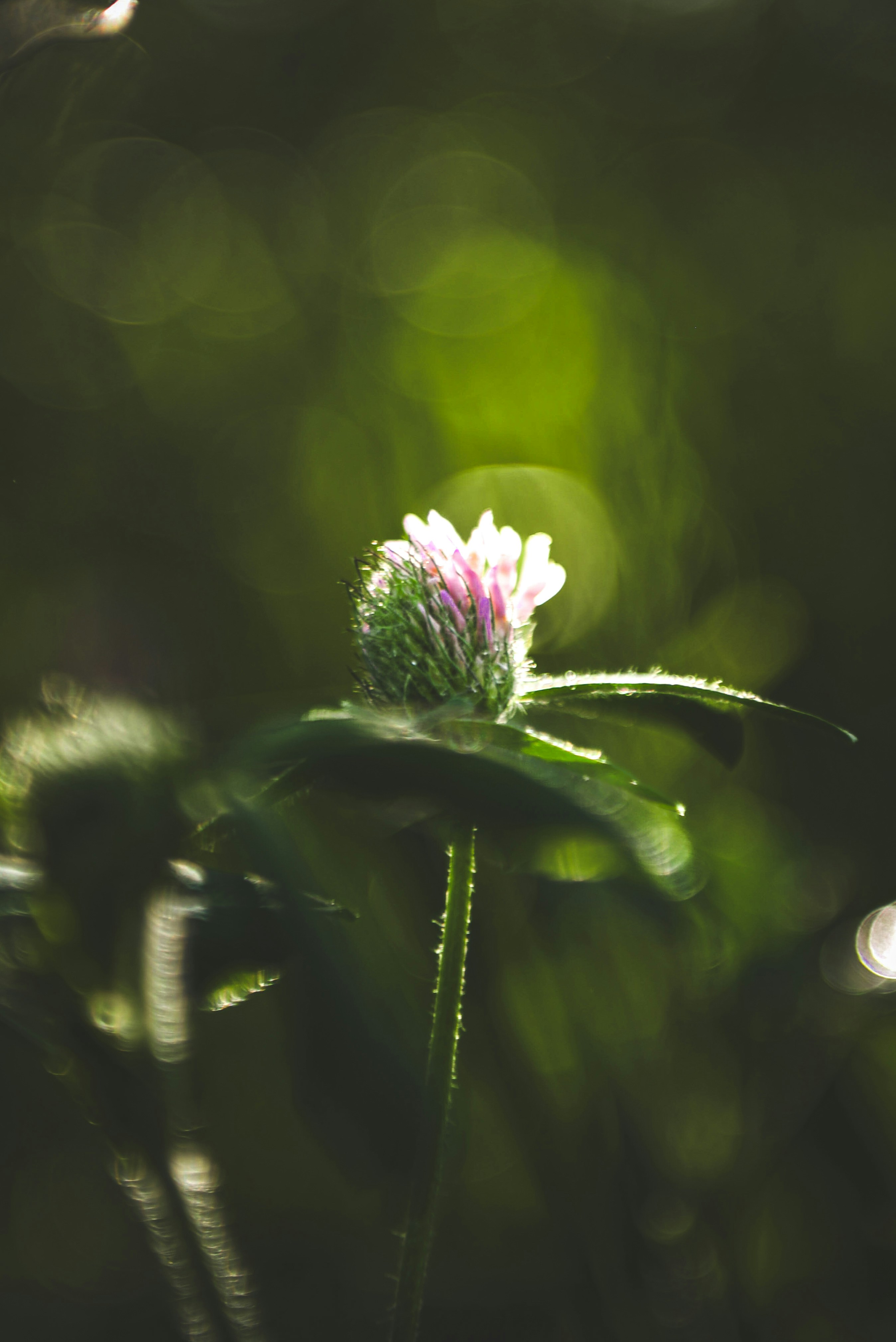 Close-up Bloom: A Pink Bud Amid Soft Bokeh