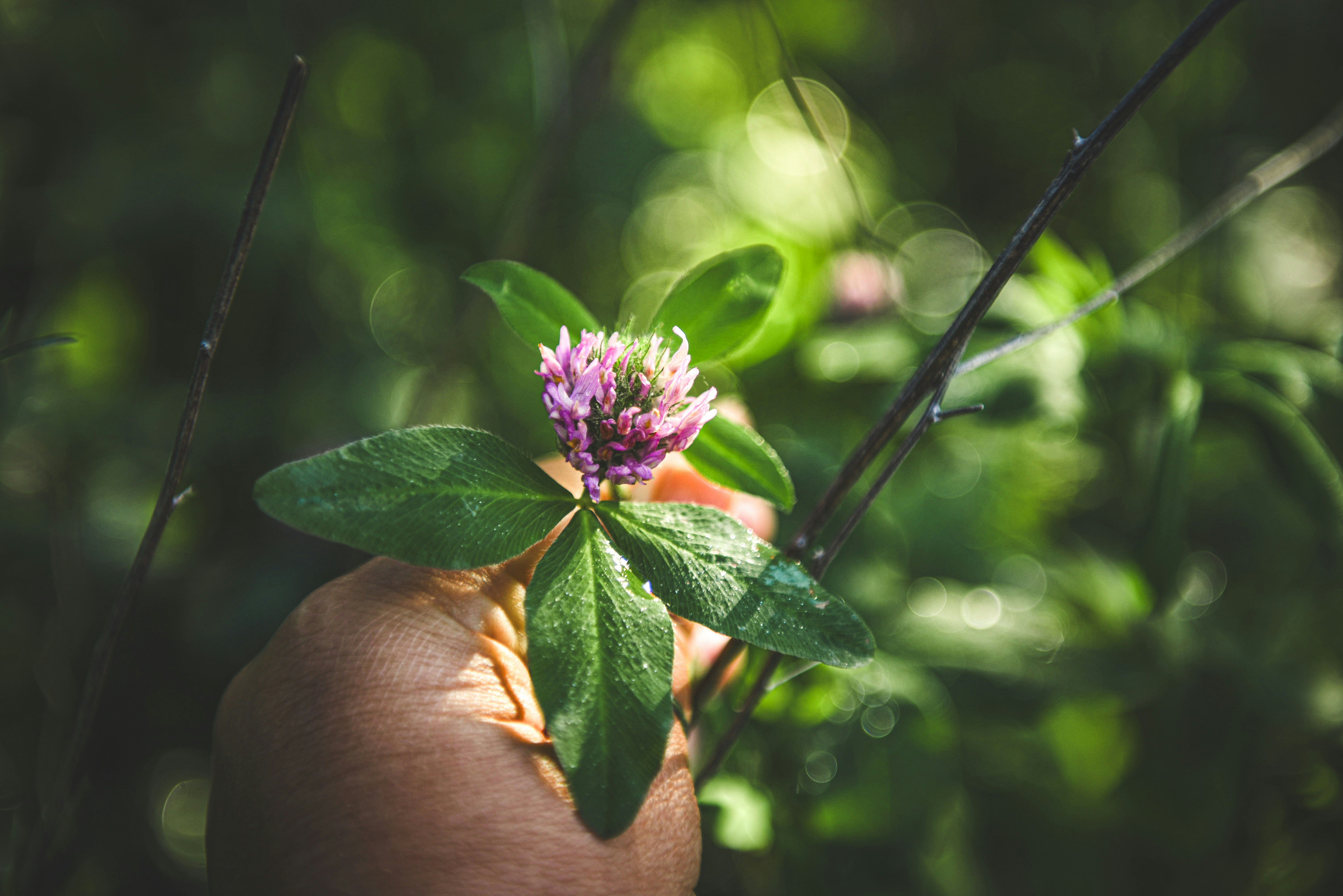 Handful of Blooms: The Pink Floralmind in Gentle Backlight