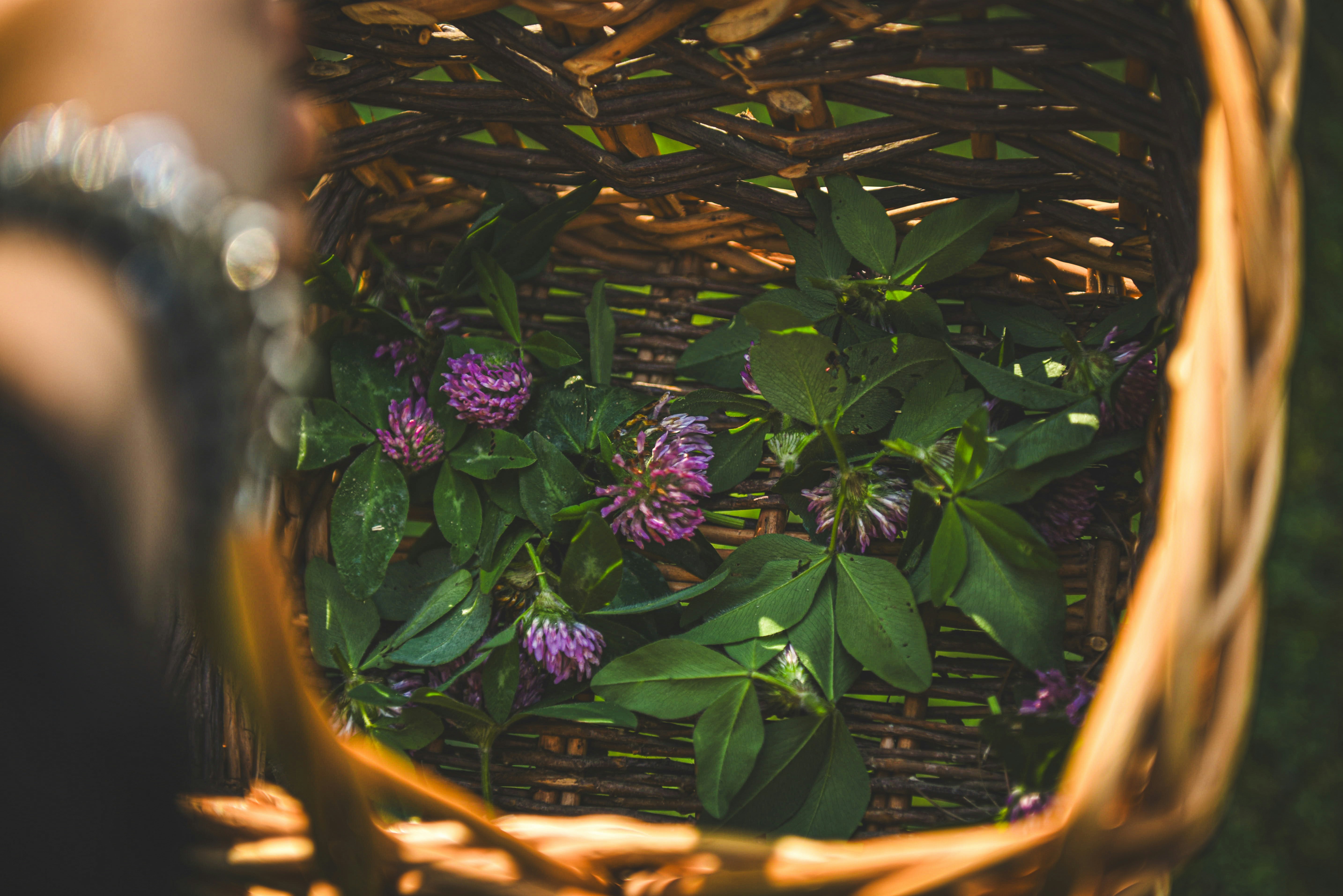 Foraged purple clover flowers in a rustic woven basket.