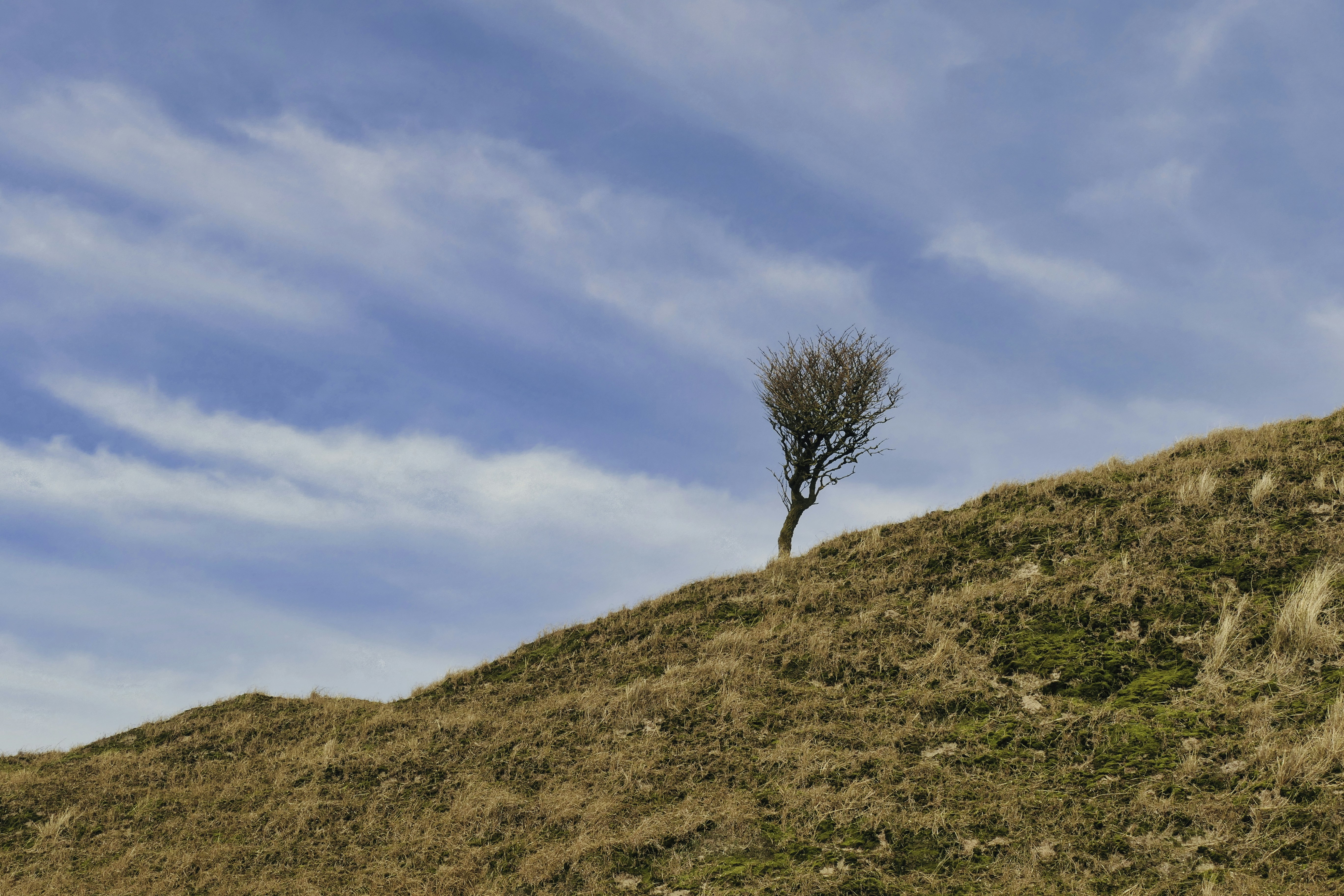  Lone Windswept Tree Guarding the Hillcrest