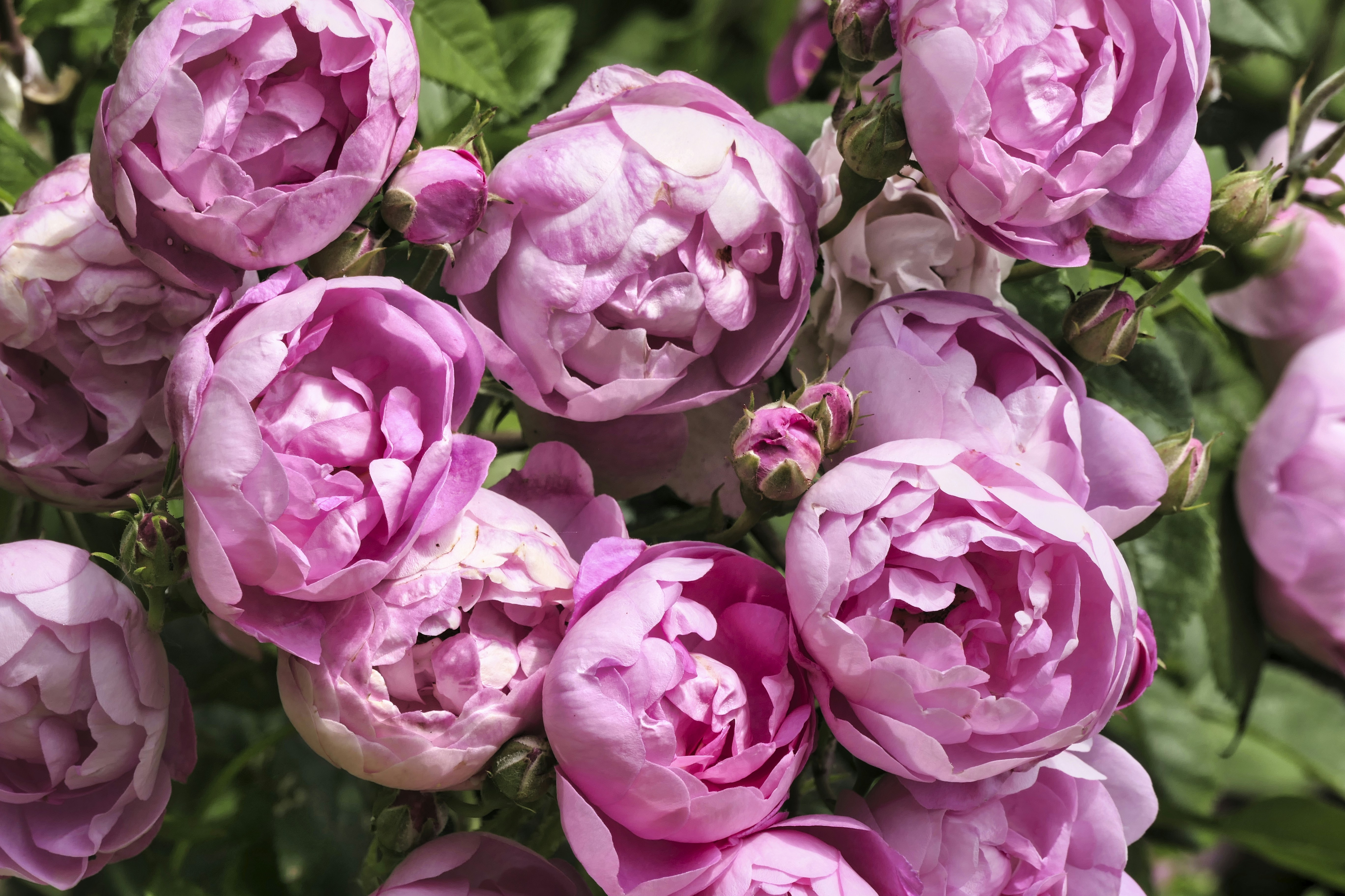 Petal Chorus: Collective Pink Bloom Under Soft Garden Light