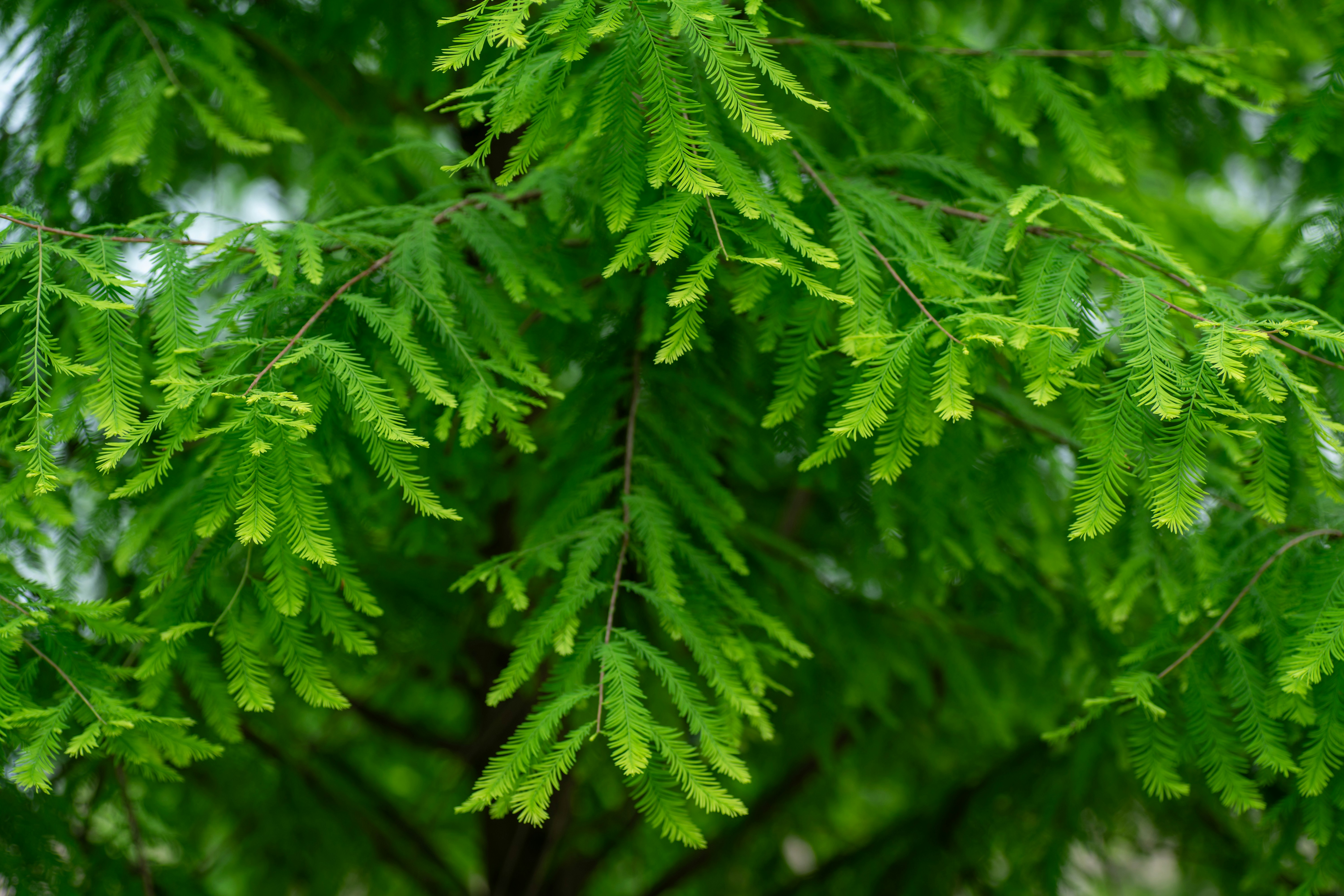 Emerald Fronds: A Velvet Cascade of Cedar Details