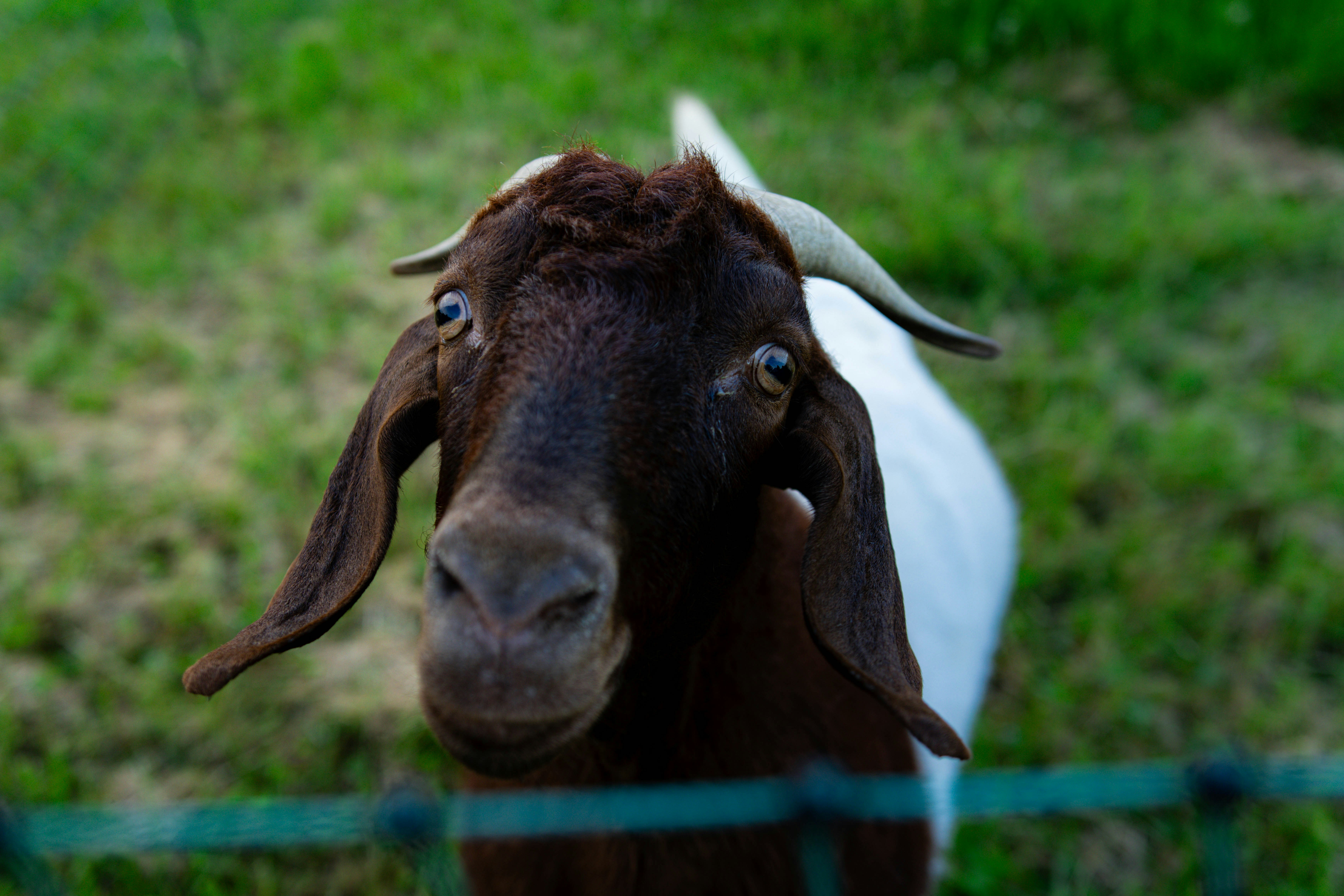Curious Buck: A Sheepish Gaze Ups the Lens