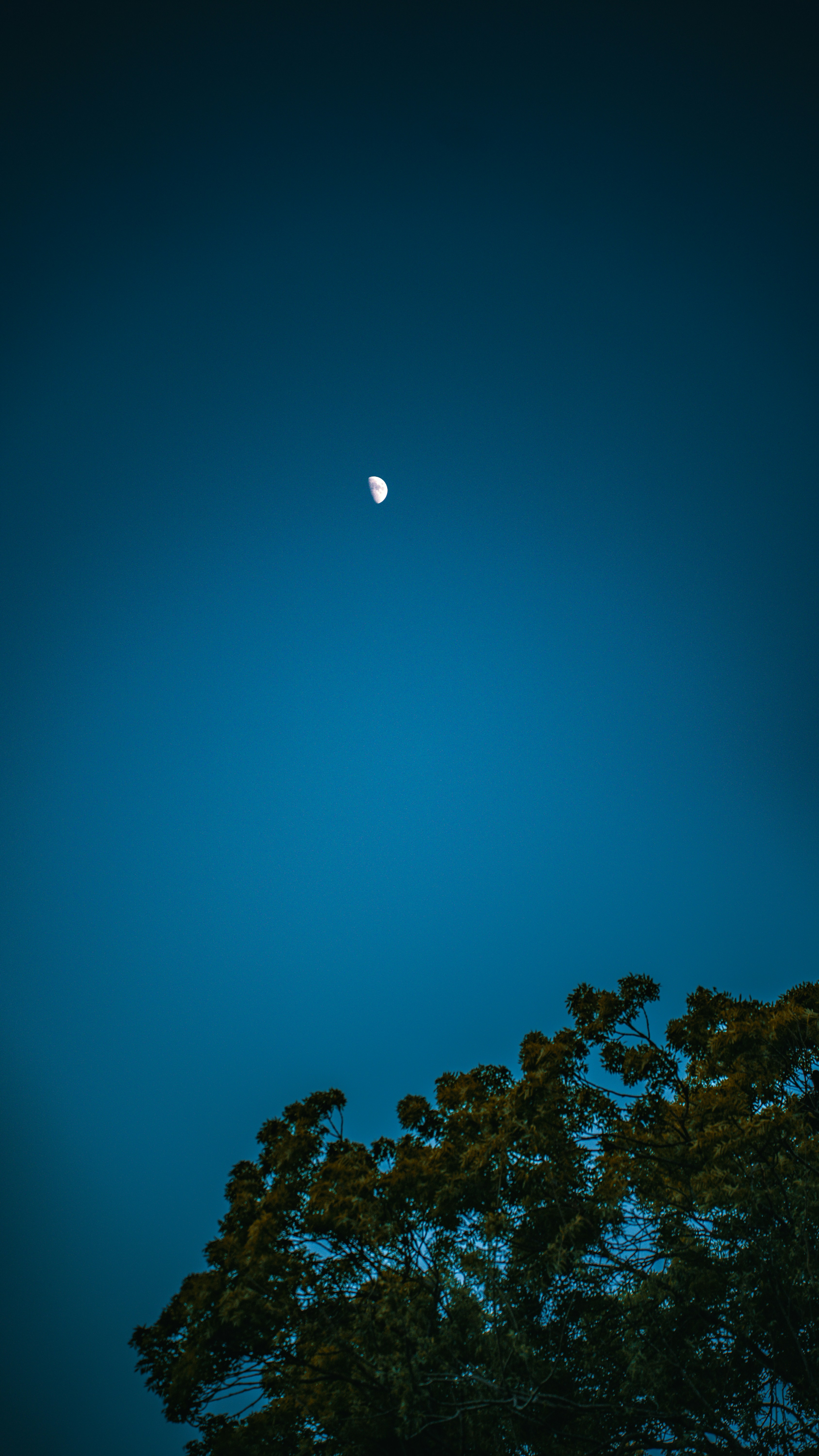 Crescent Moon Above the Canopy at Dusk