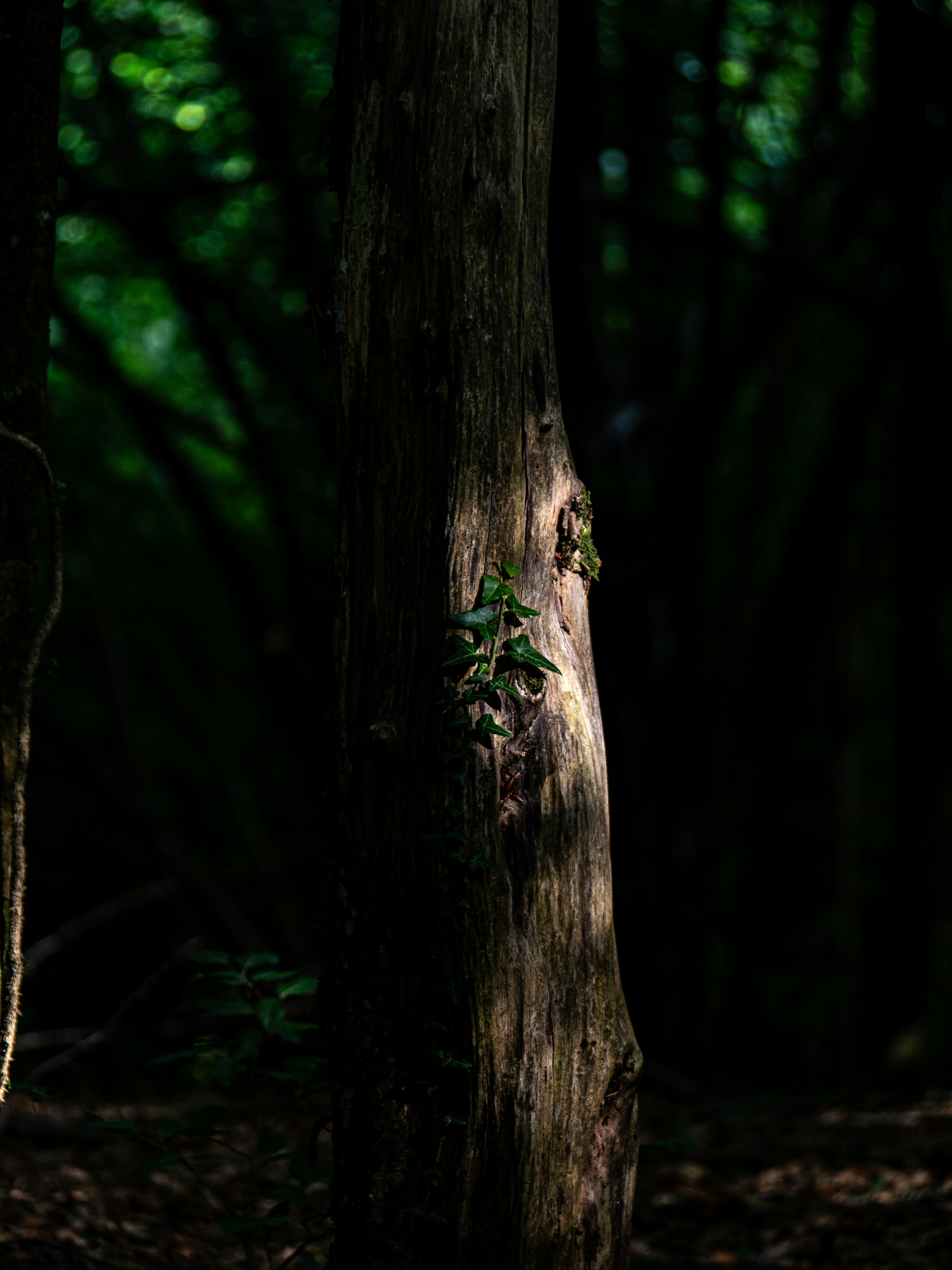 Sunlit Wound: A Vine Claimed Trunk in a Quiet Forest