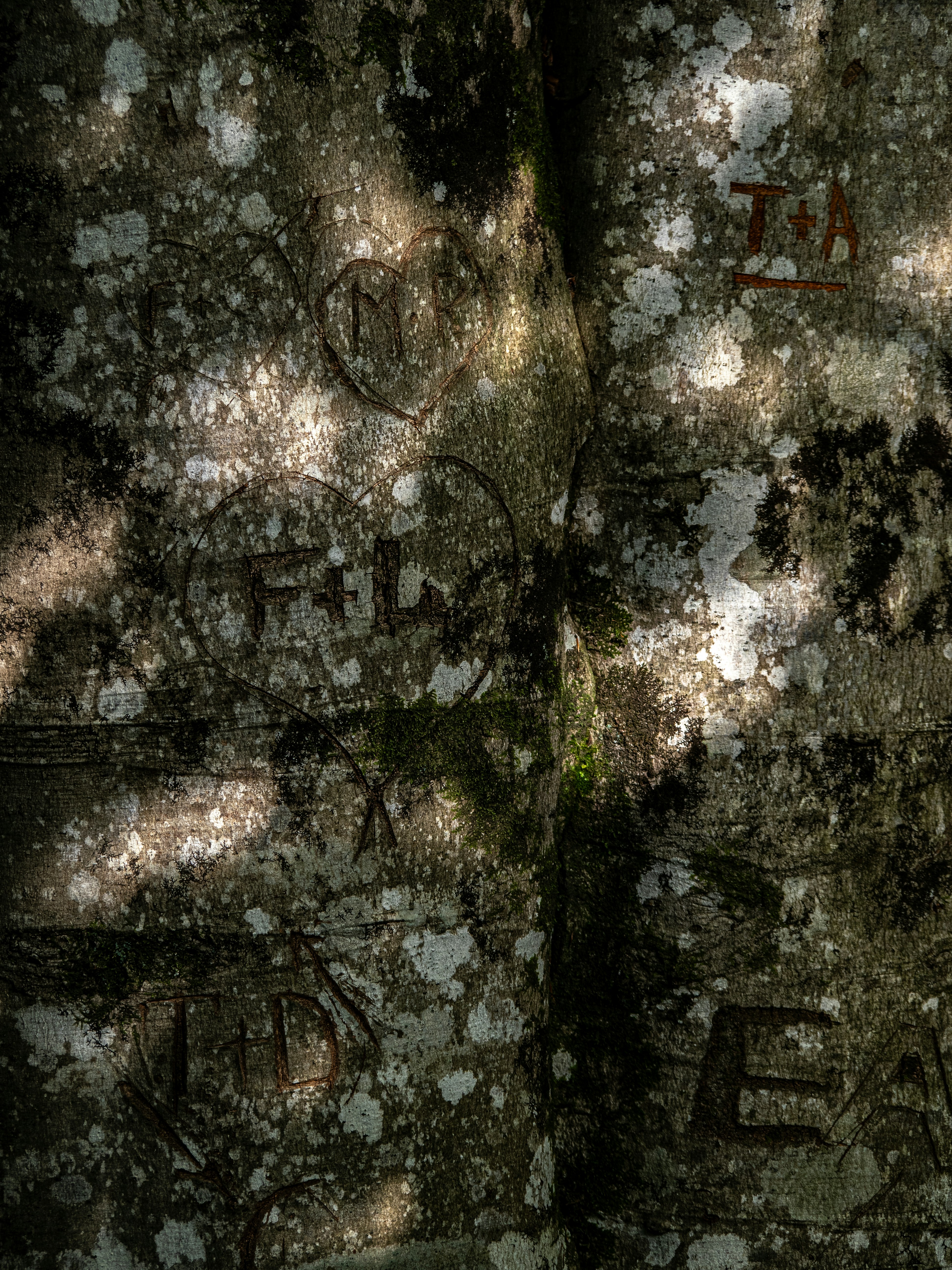 Graffiti on Weathered Bark: A Secret Message Under Dappled Light