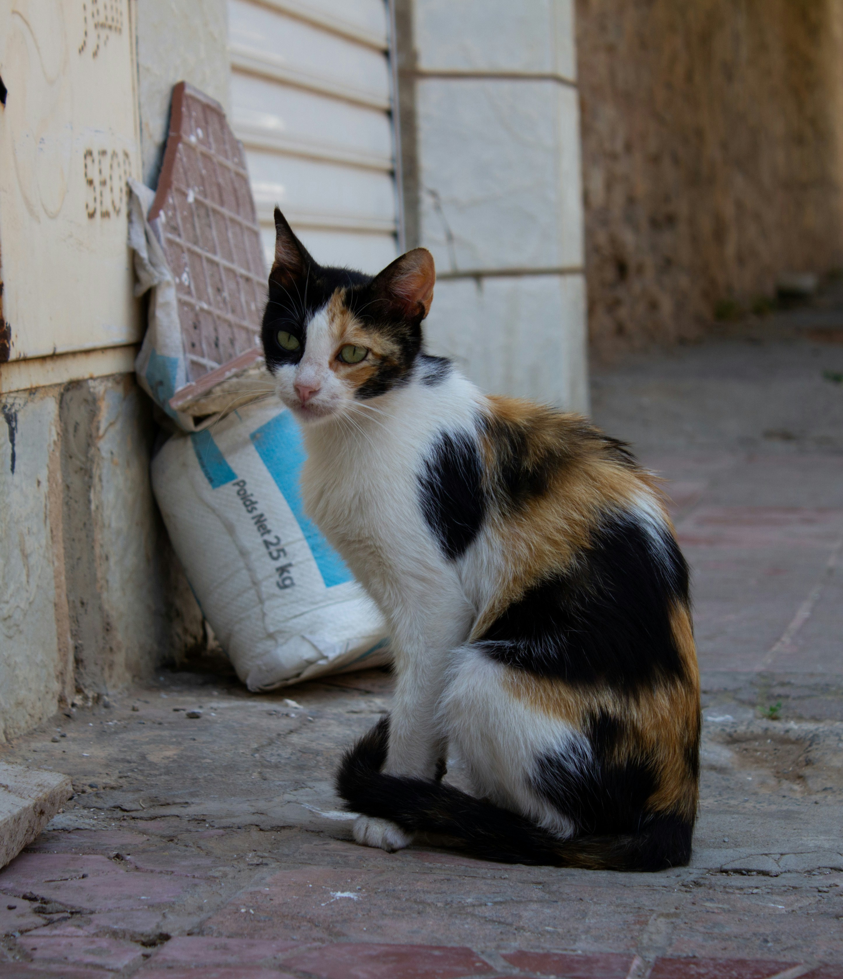 Calico in the Sunlit Alleyway