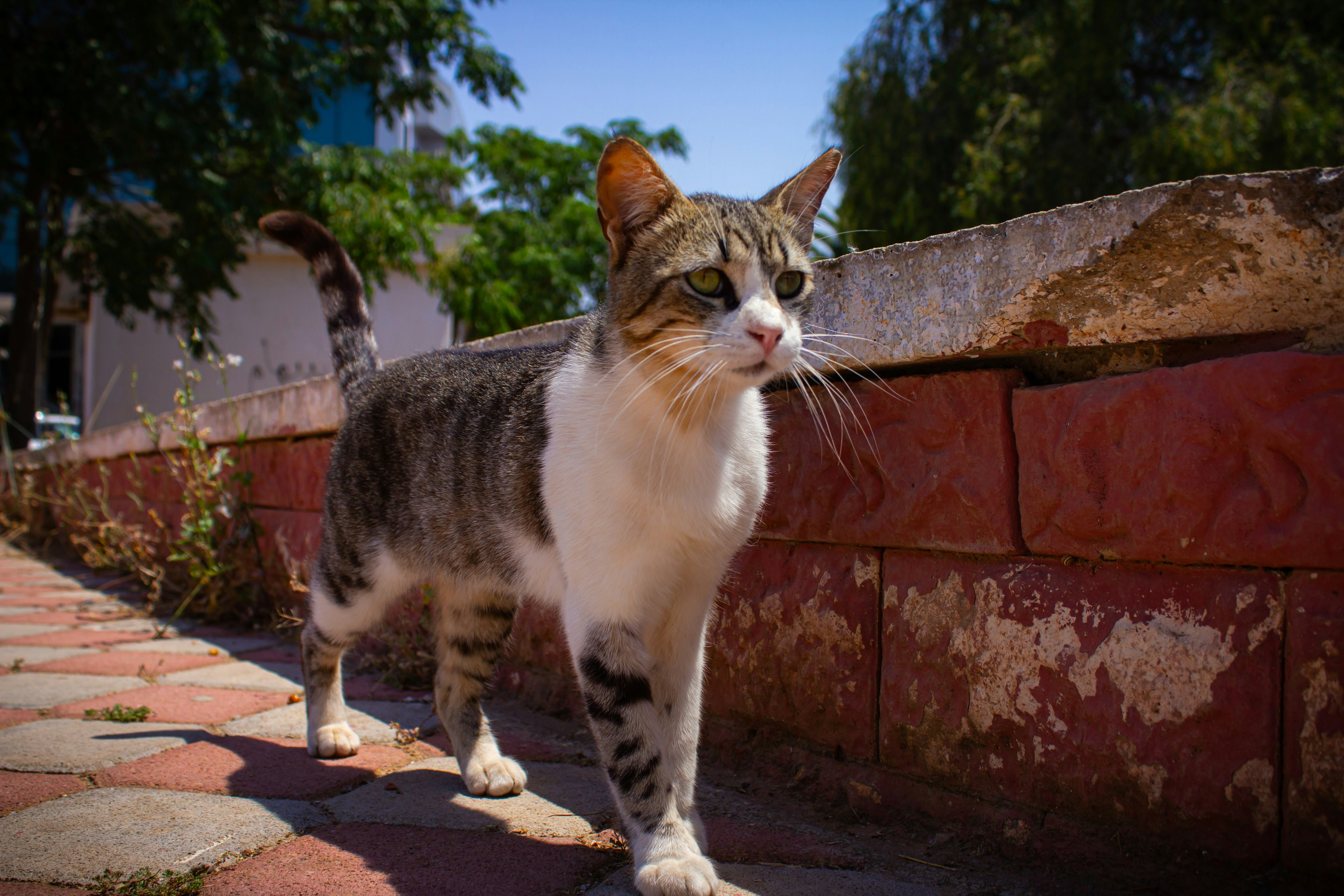 Curious Street Cat at Ground Level