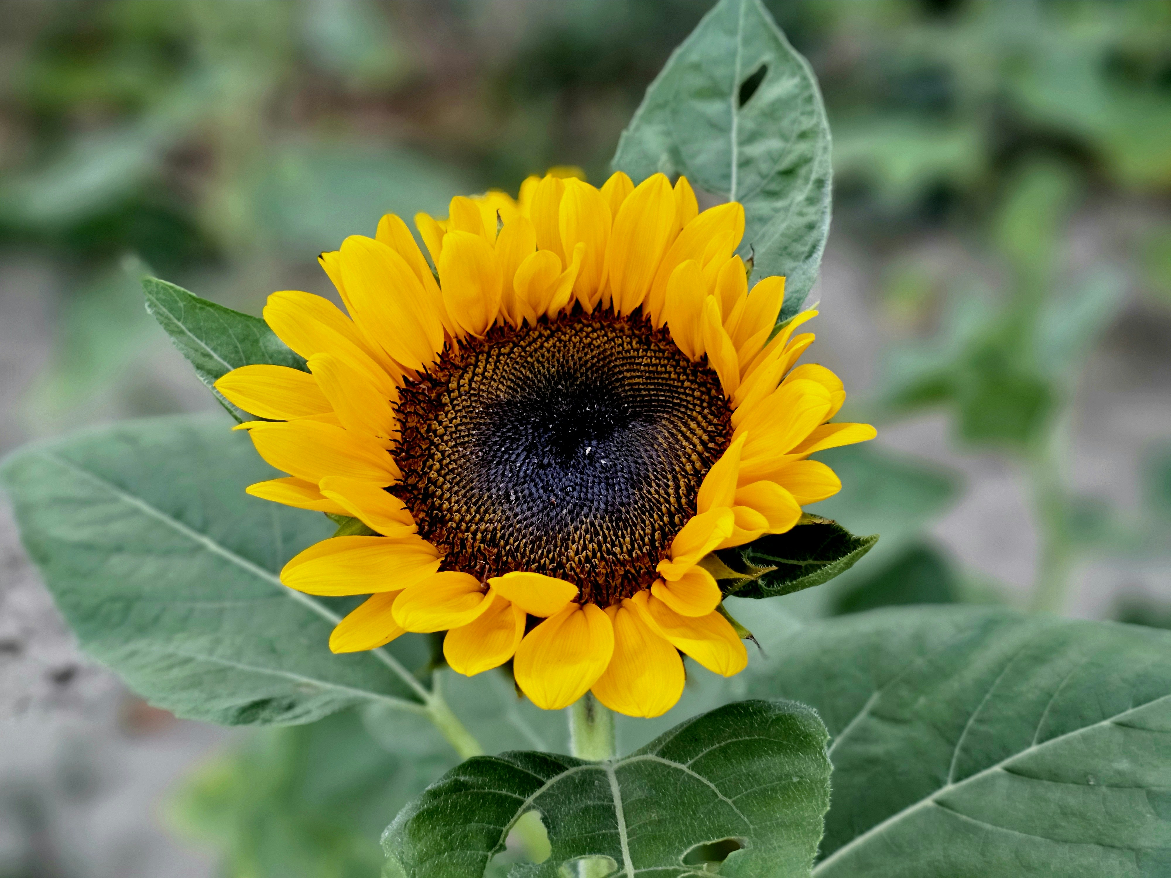 A vibrant sunflower with green leaves in a field.