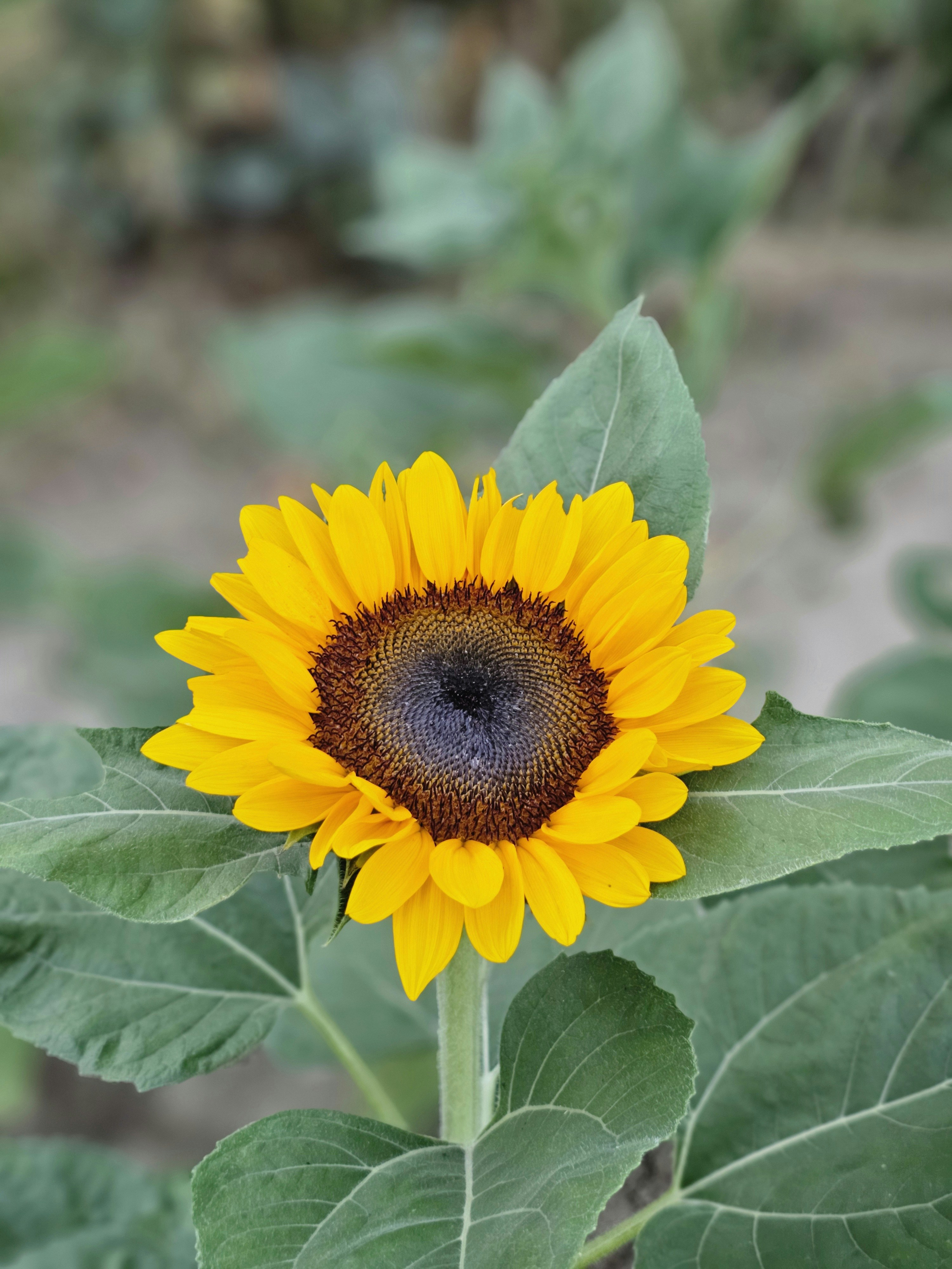 Sunlit Helianthus: A Bold Bloom Centered in Soft Garden Blur