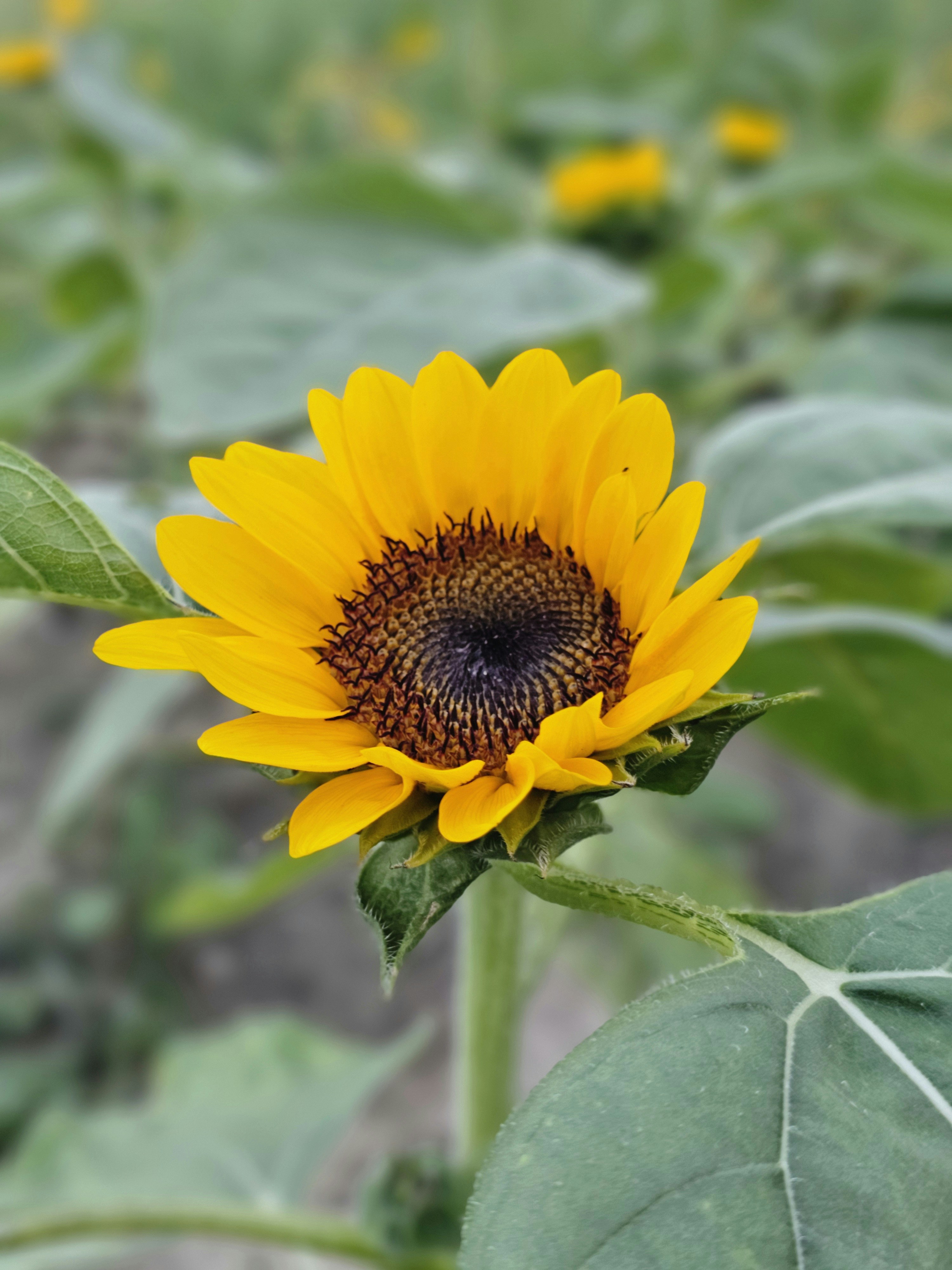 Sunlit Center: A Bold Sunflower in Close-Up Bloom