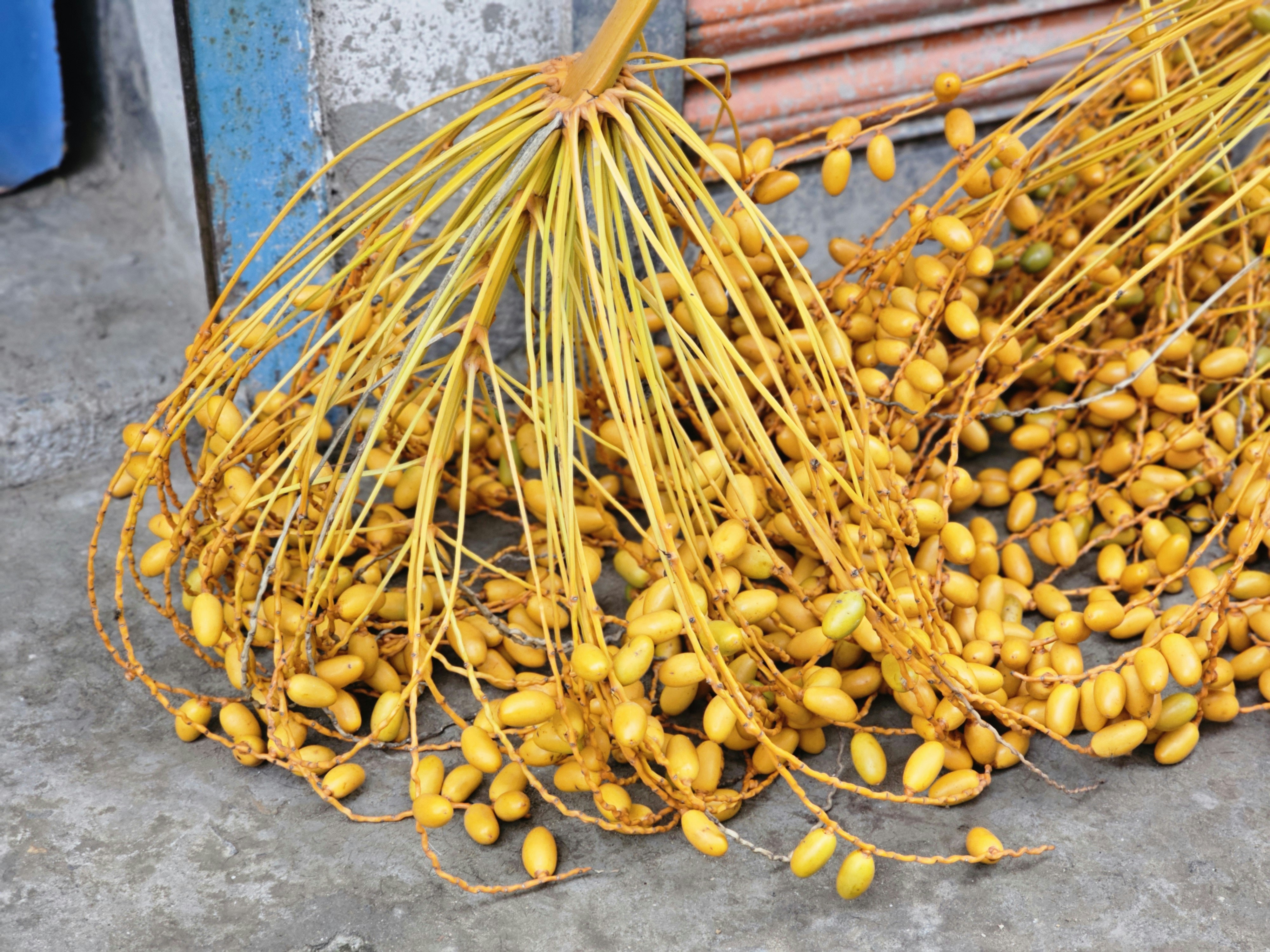 Golden Tandems: Dried Palm Fronds and Seed Clusters on the Concrete