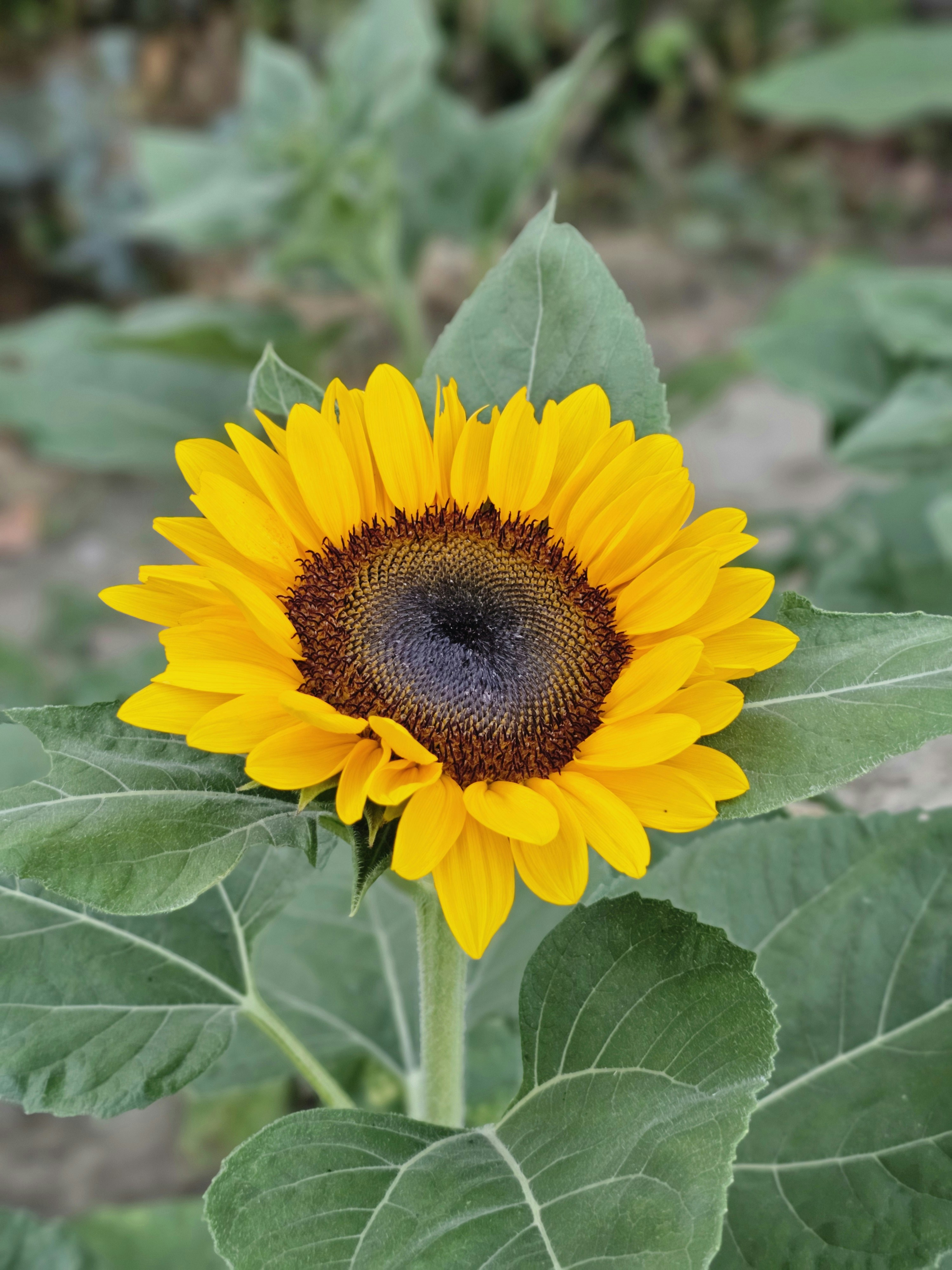 A bright yellow sunflower stands tall with green leaves.