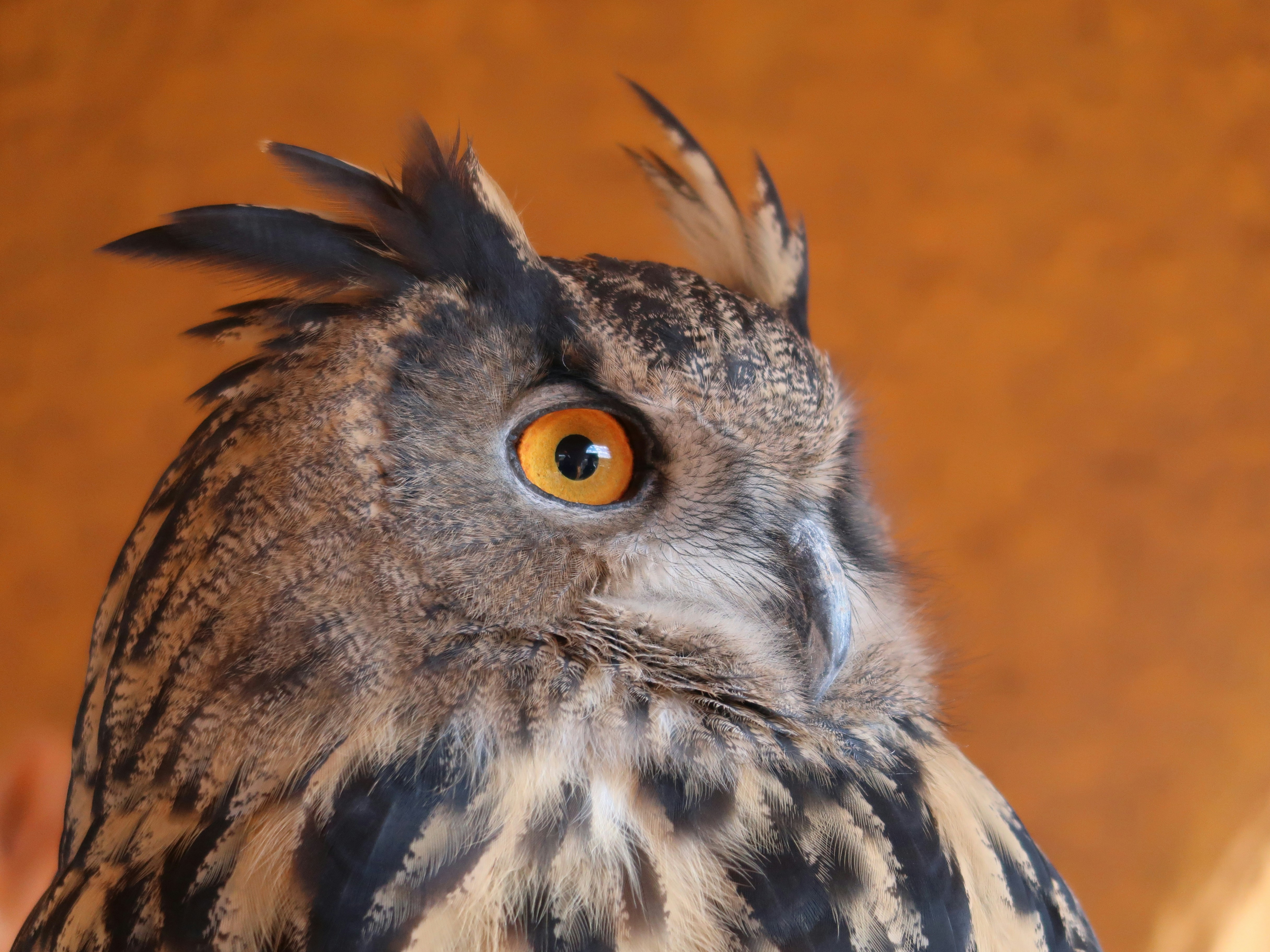 Amber Gaze: Close-Up of an Alert Owlish Eye