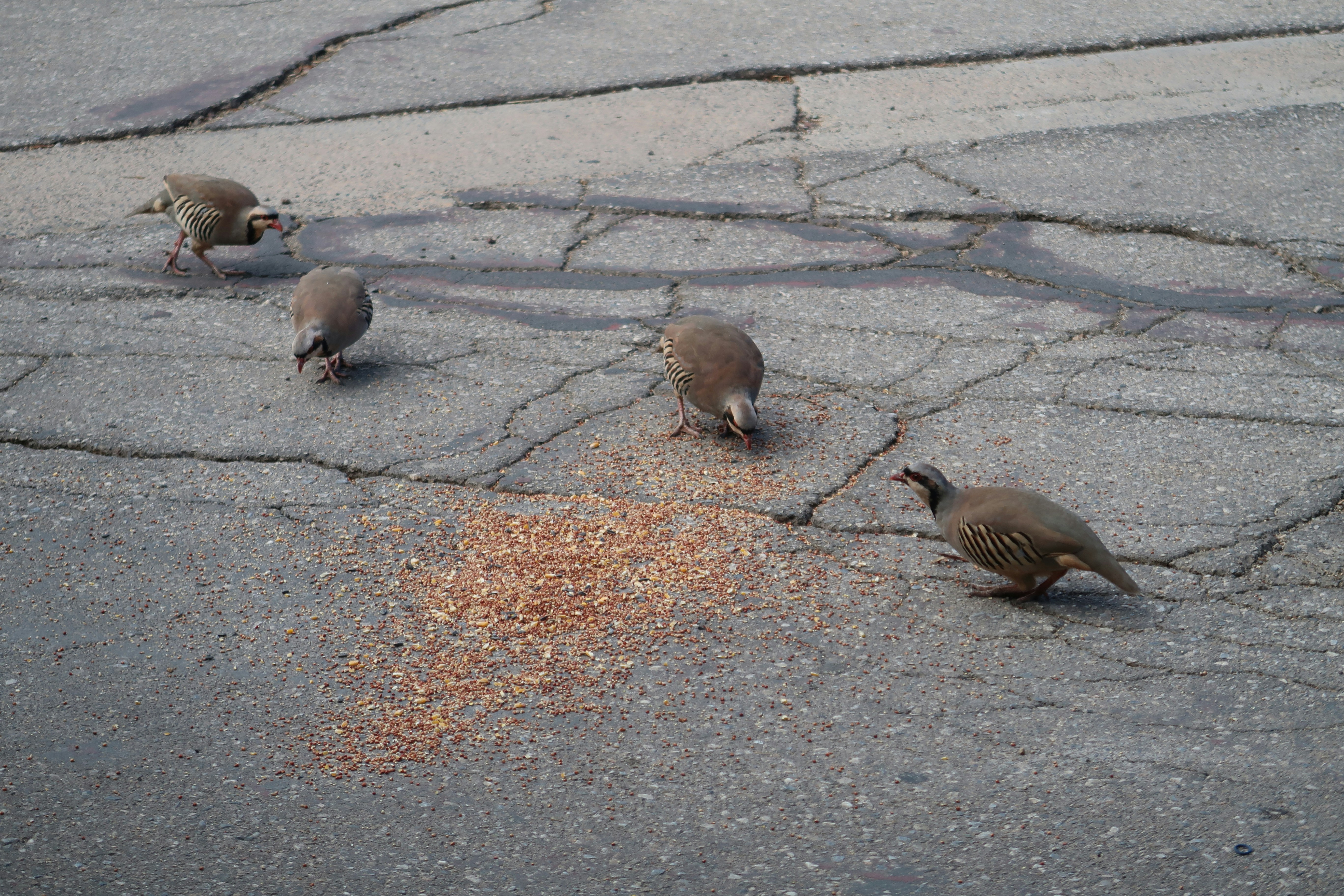 Urban Foragers: Four Finches Scattering Crumbs on Cracked Pavement