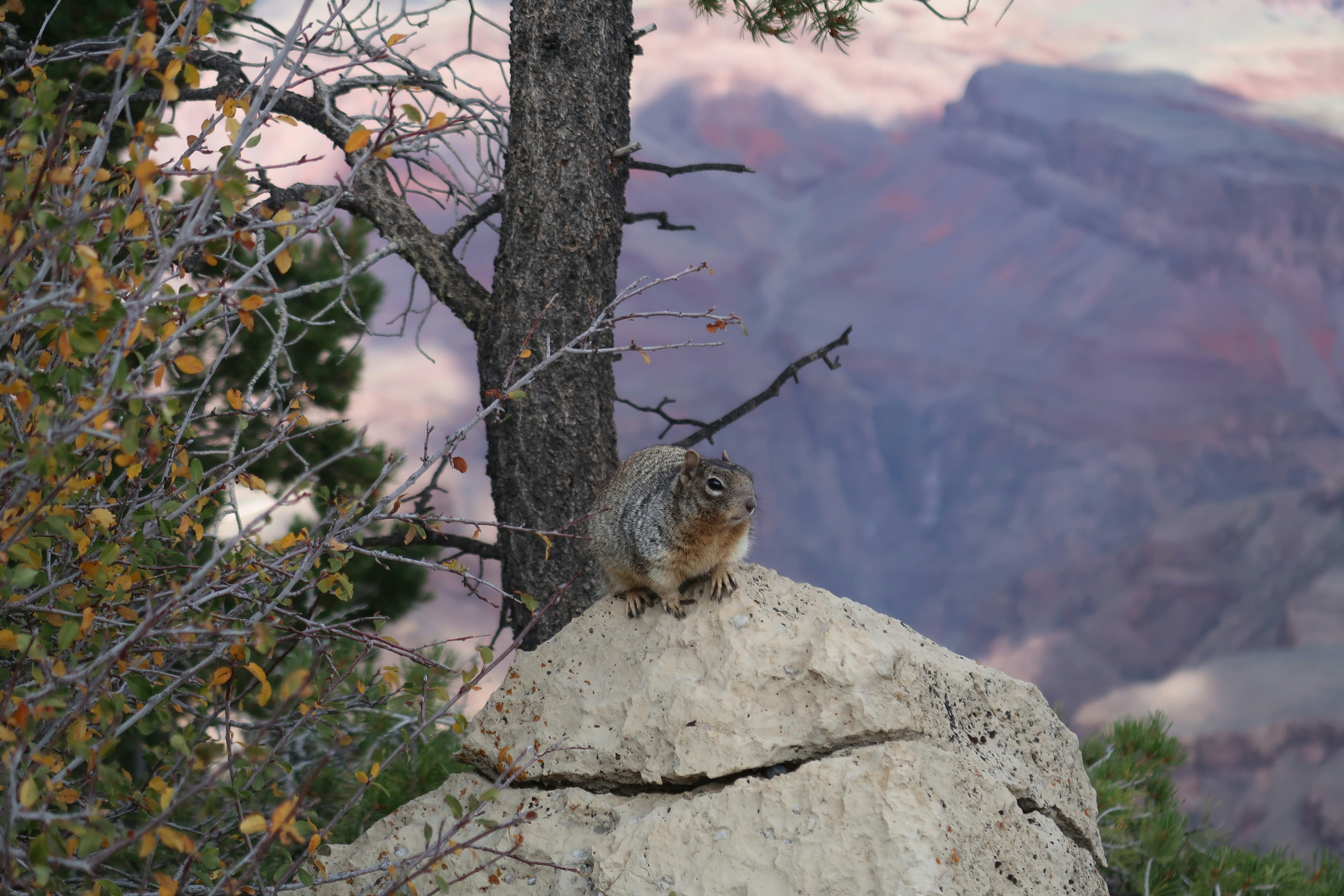 Squirrel on a Granite Perch Beneath Alpine Grandness