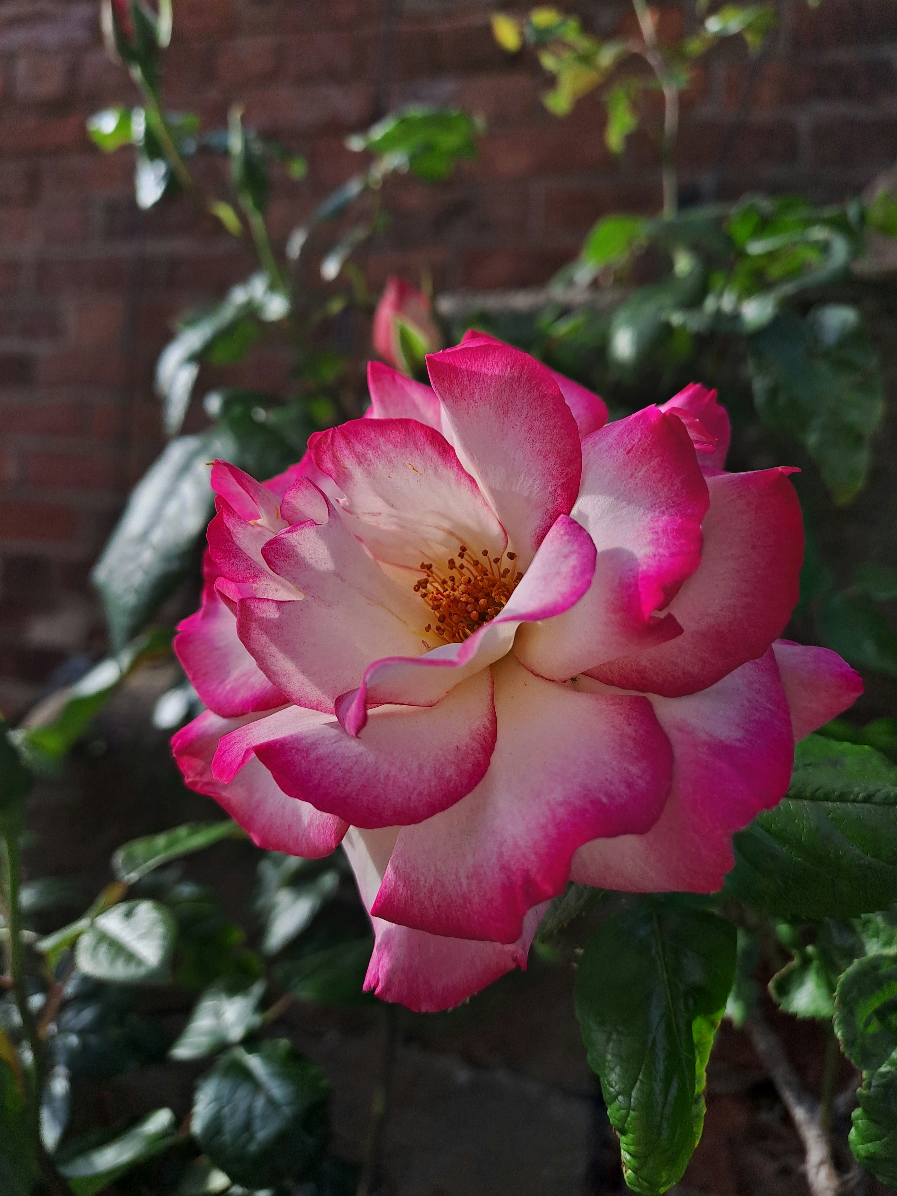Pink-edged rose in sunlit garden portrait