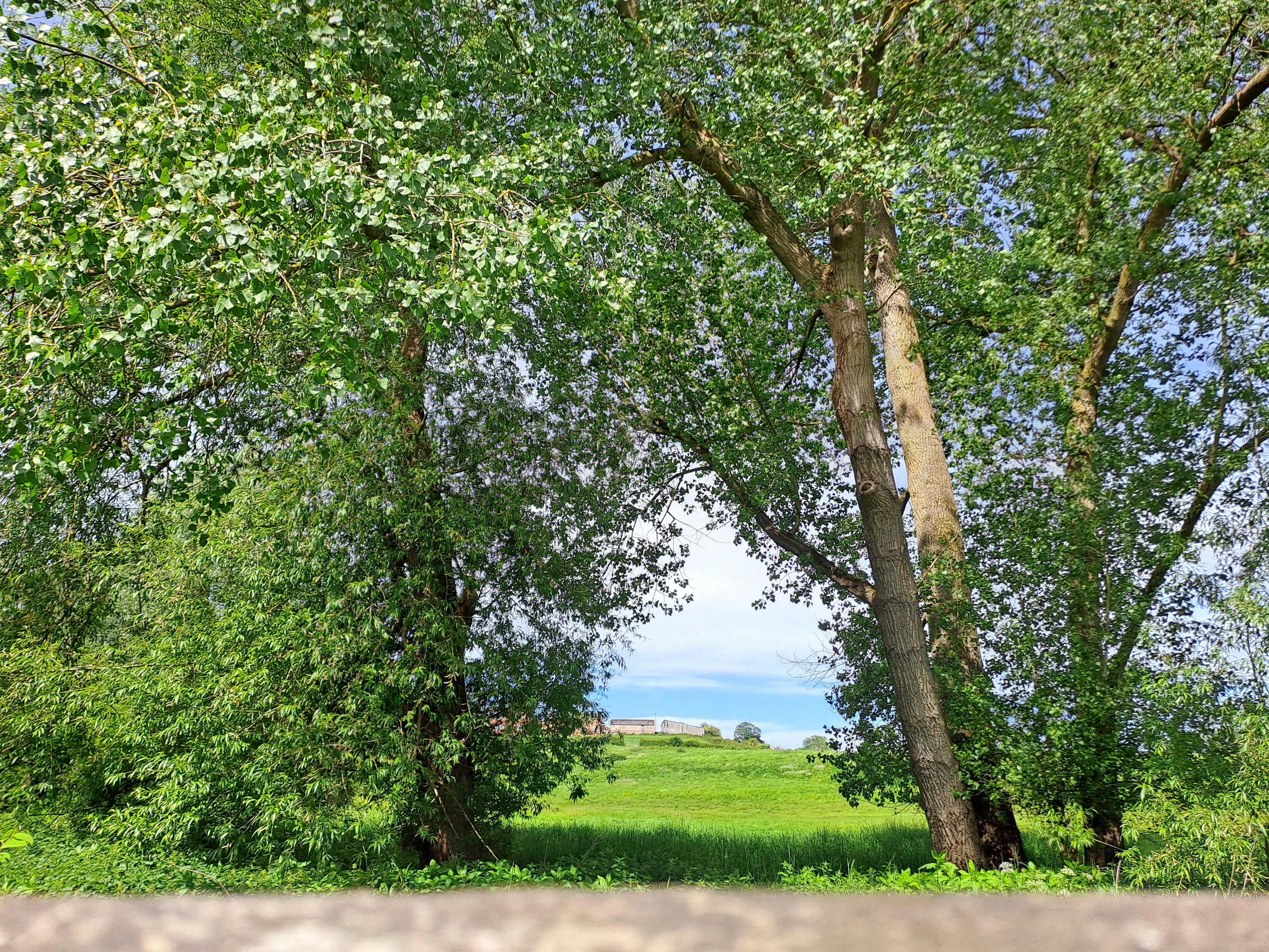 Sunlit Clearing Beyond a Tree-Row: A Quiet Field by the Sea