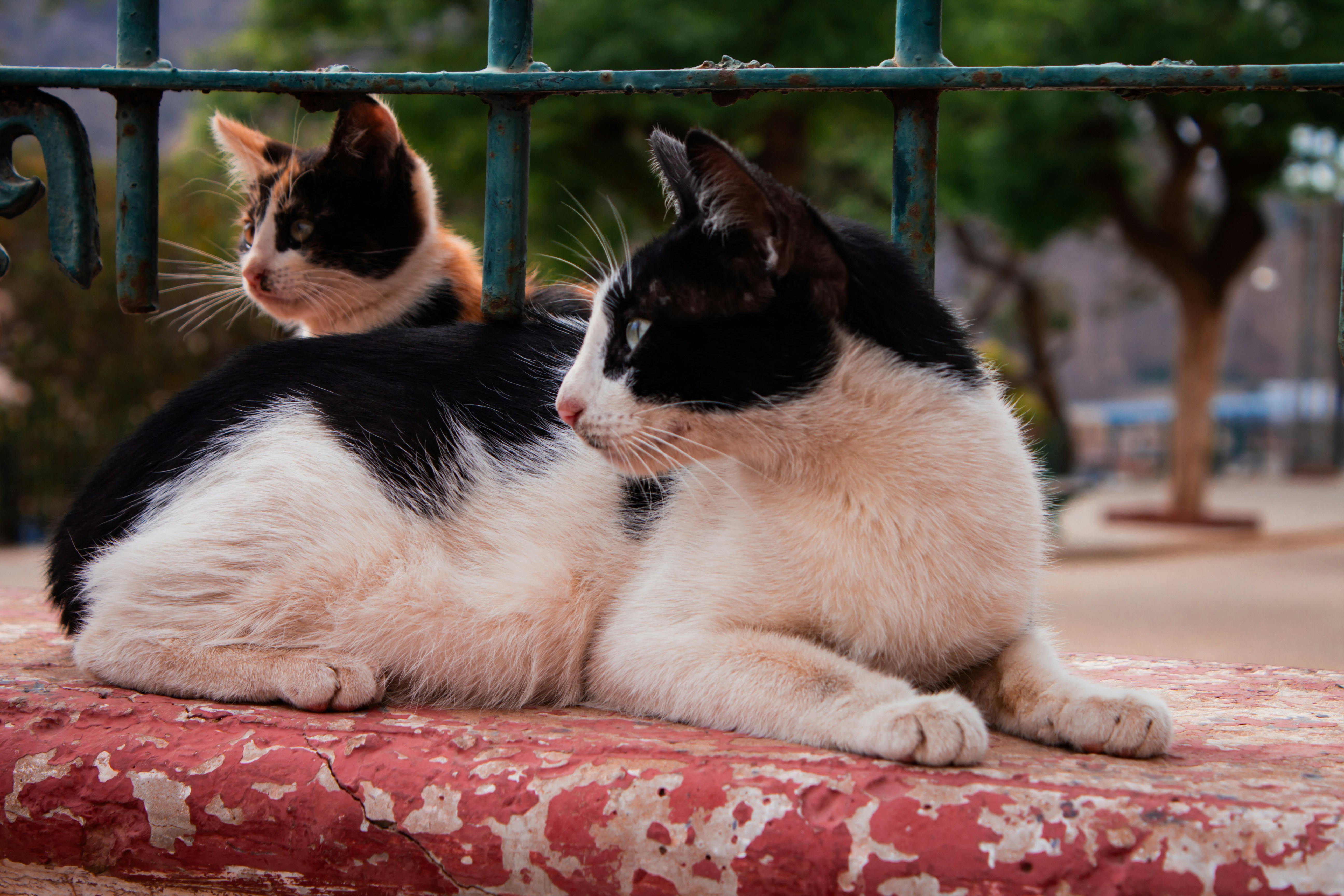 Two Calico Companions Rest on a Weathered Red Plinth