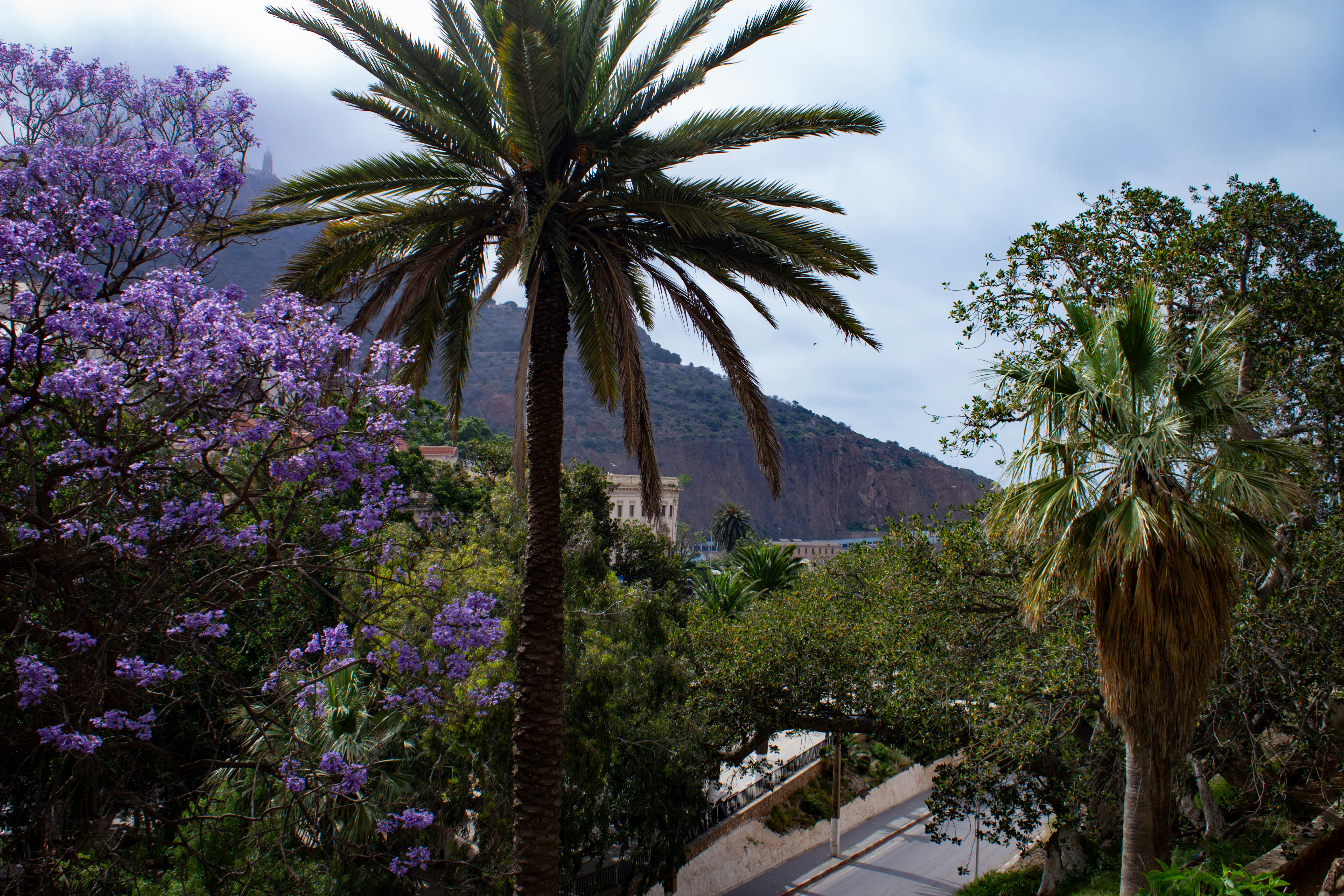 Sunlit Palms and Violet Bloom Amid Mountain Crest