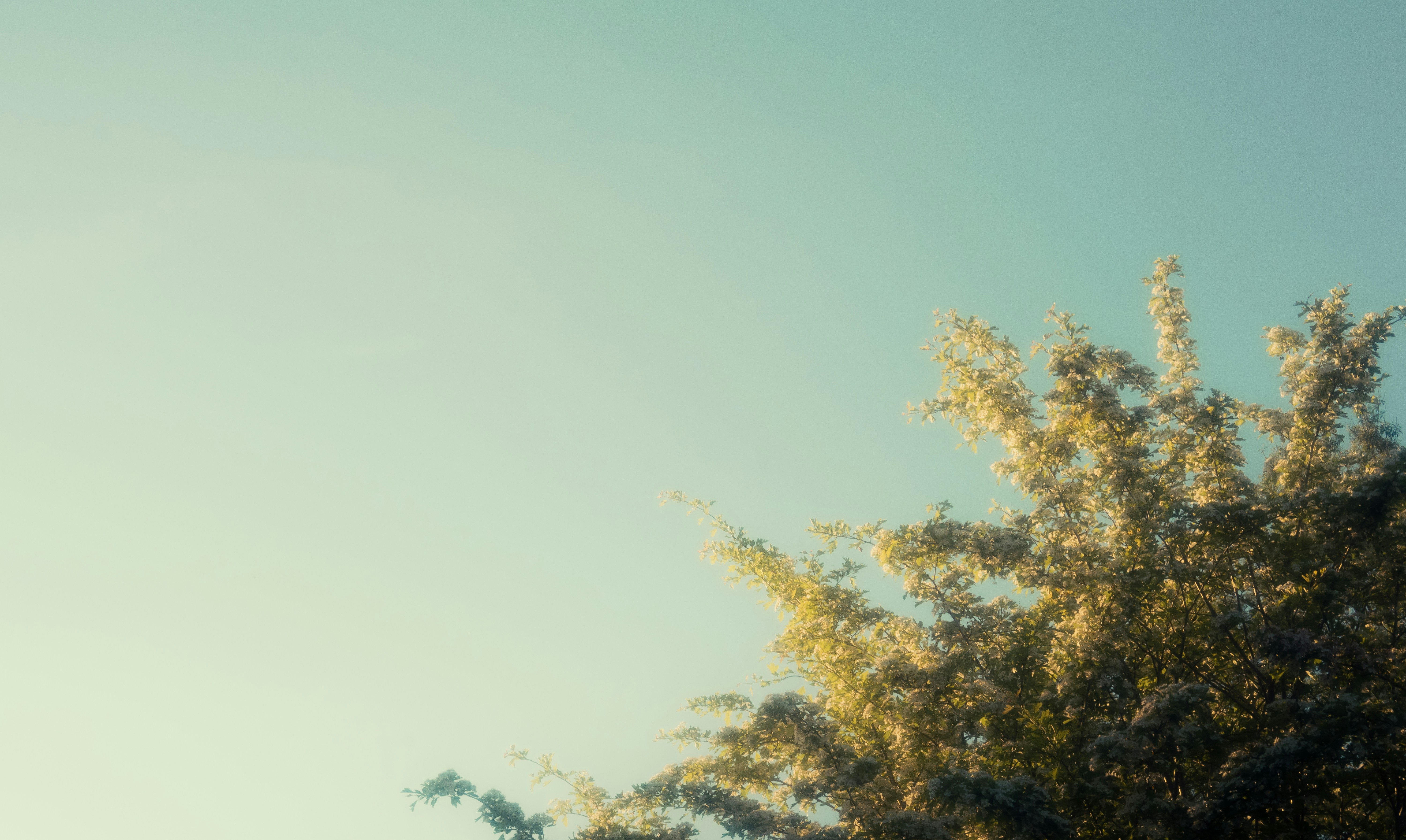 Sunlit canopy at the edge of a calm morning sky
