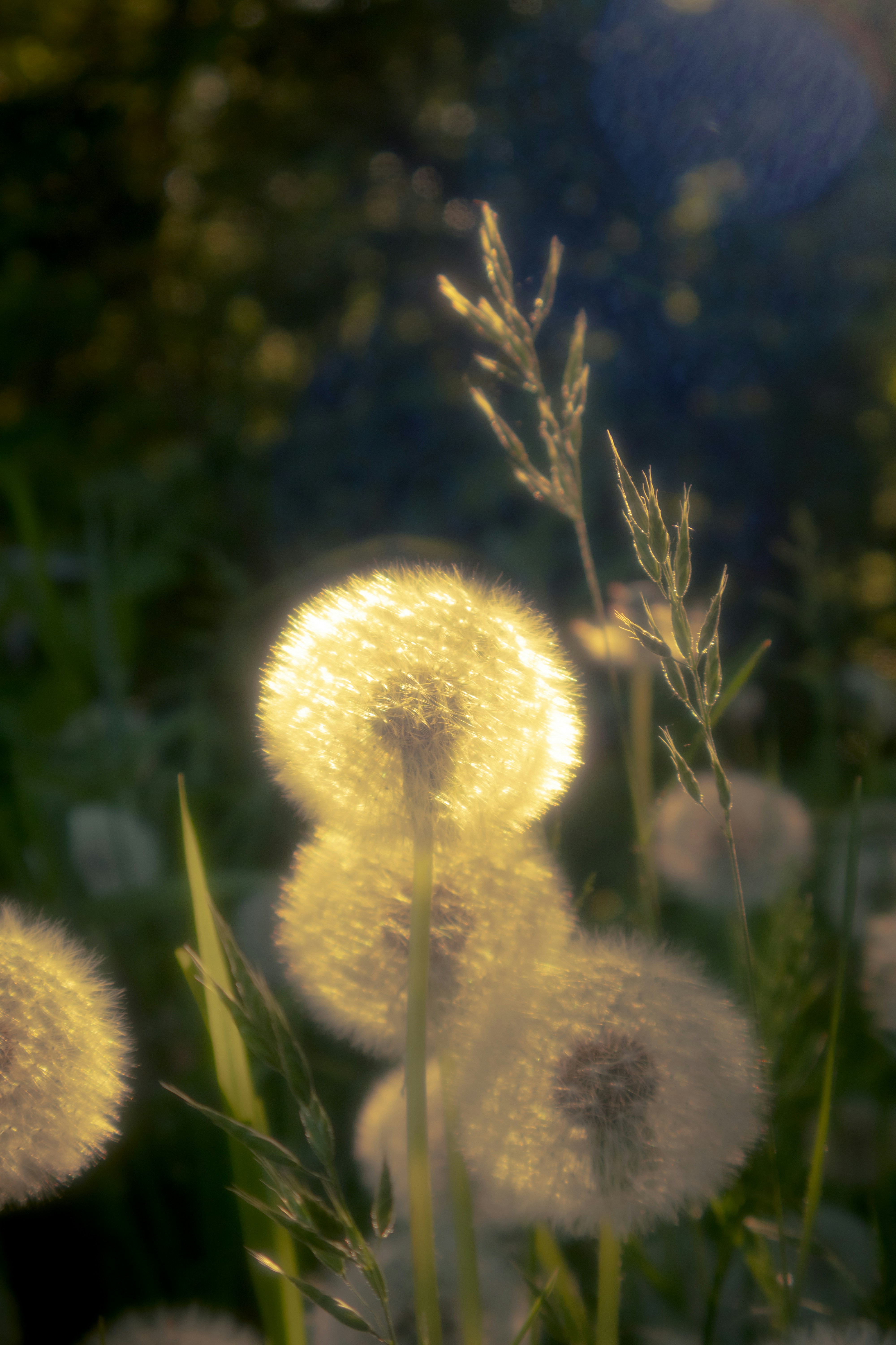 Backlit Dandelion Sparks in Soft Evening Glow