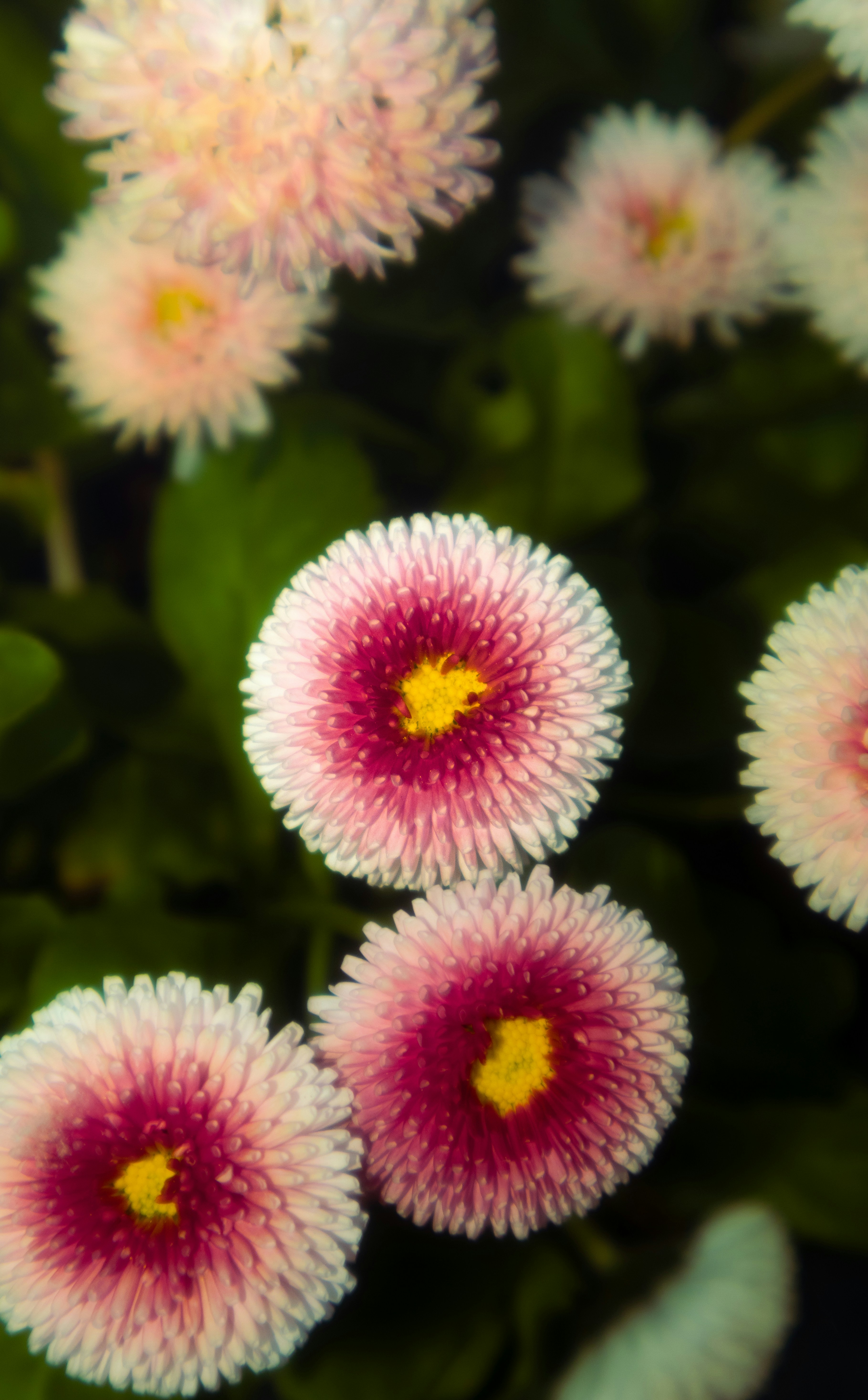 Moonlit Petals: A Cluster of Pink-Cored Daisy-like Blooms