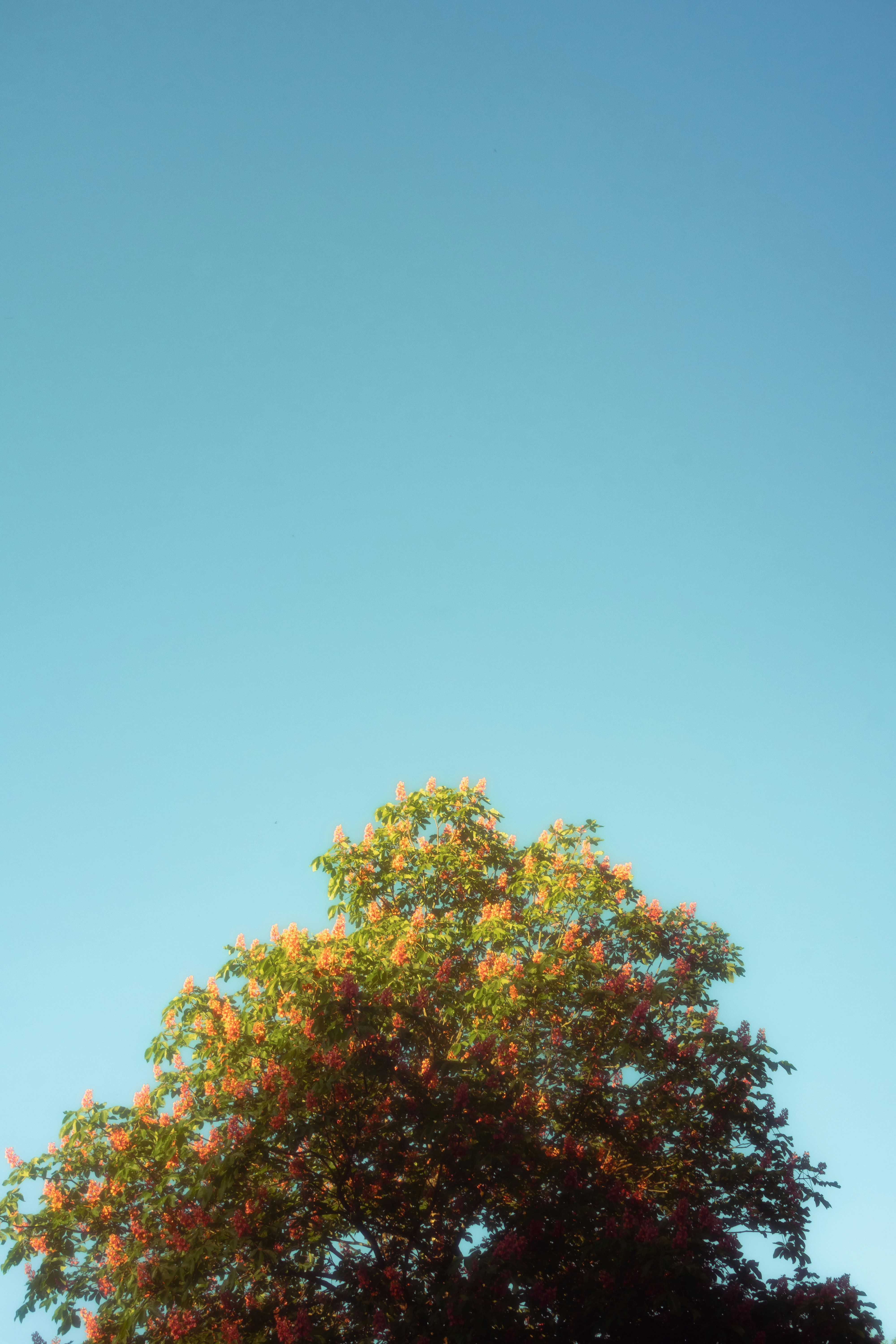 Sunlit Tree Crown Against a Clear Sky