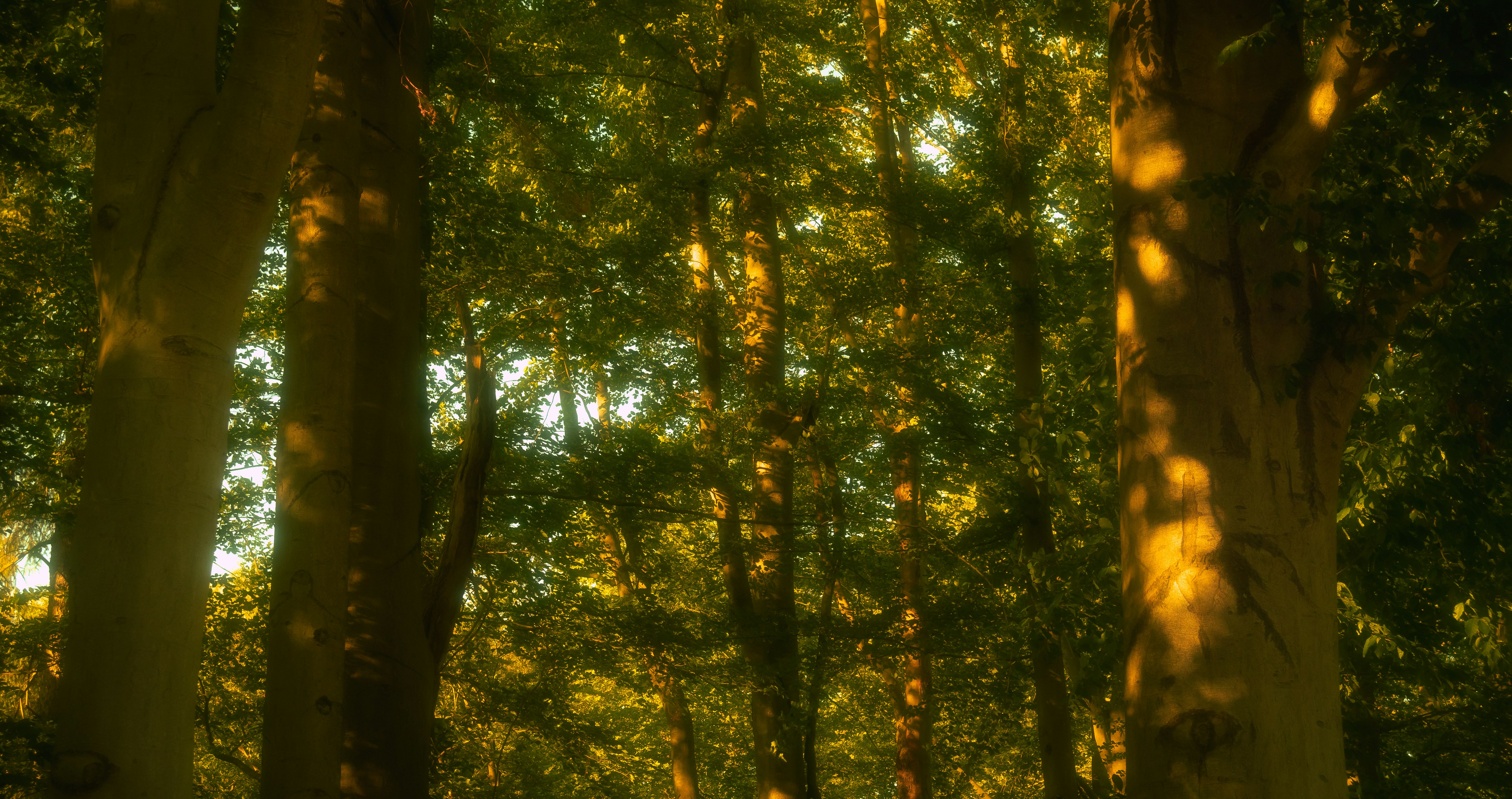 Sunlight streams through tall trees in a vibrant green forest.