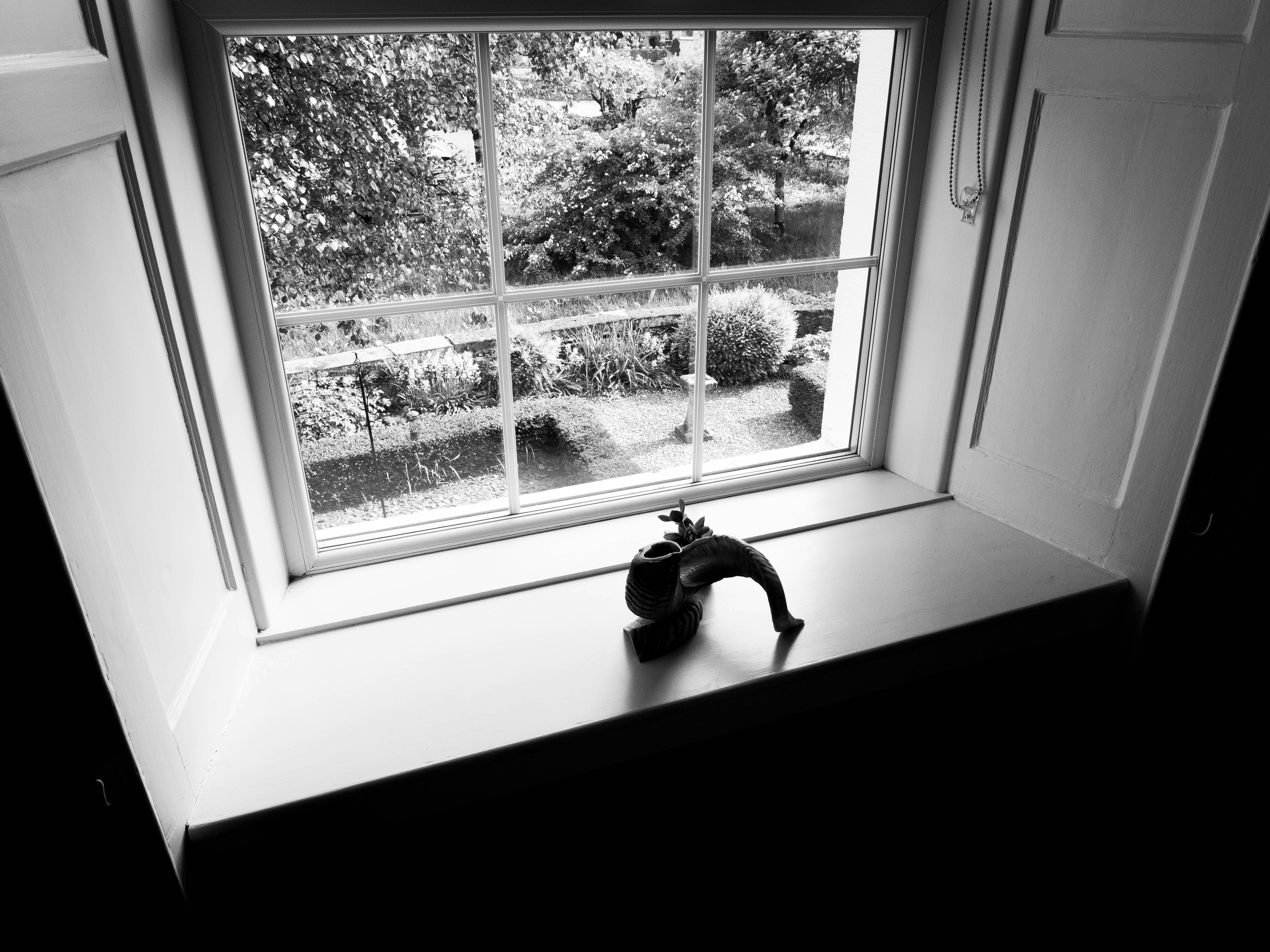 Window Sill Moment: A Small Plant Against the Grid