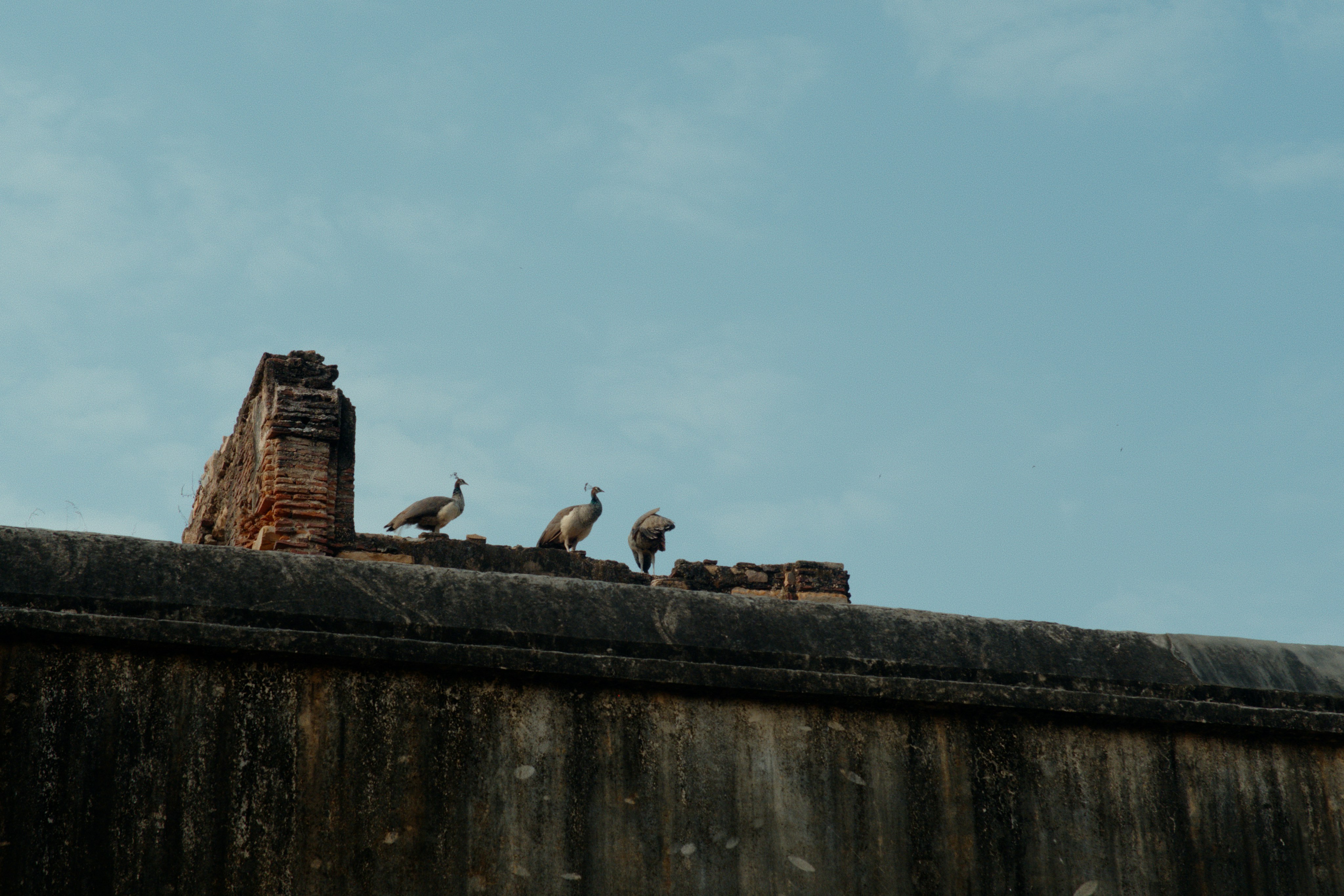 Peering Vantage on a Weathered Roof