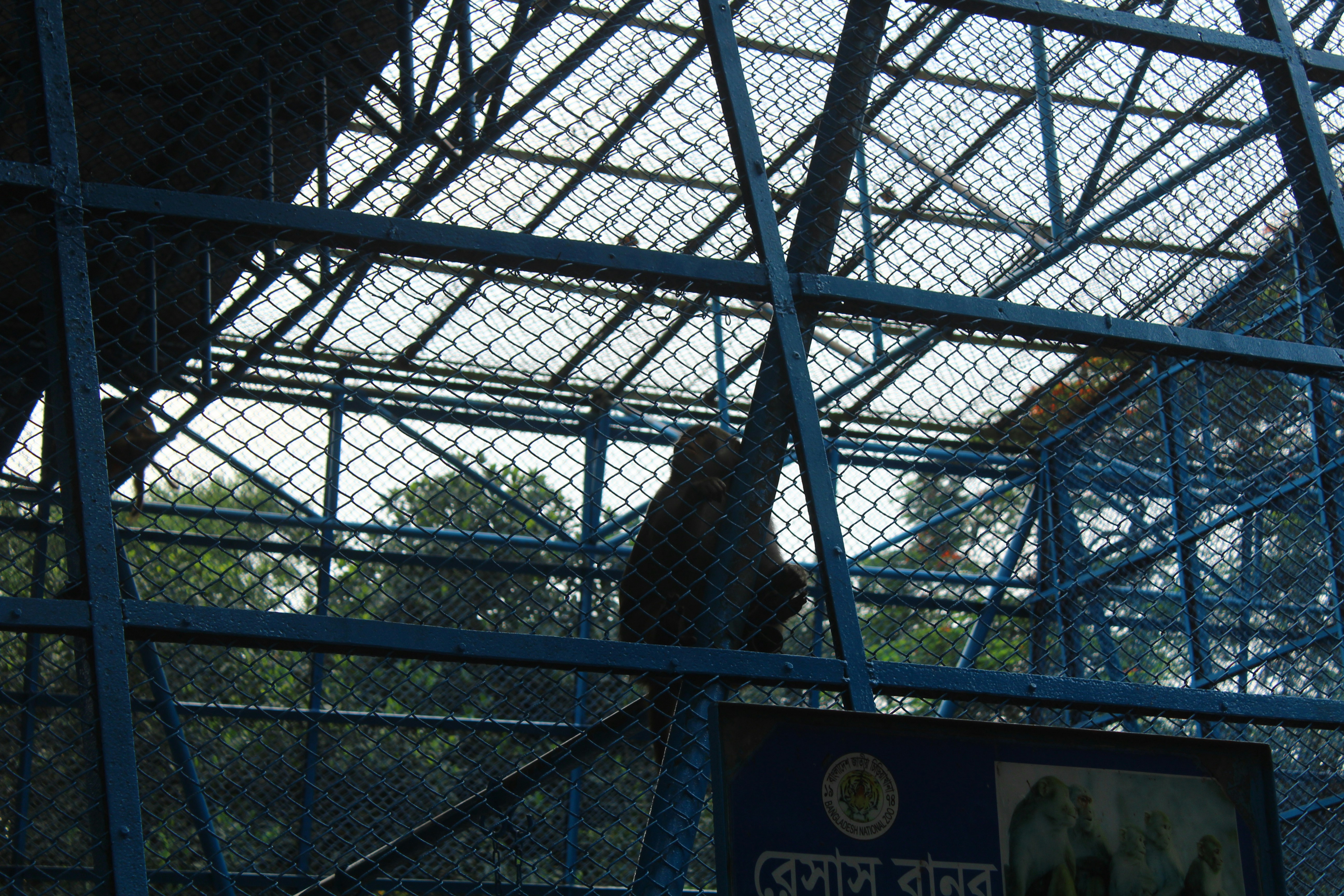 Prison of steel and shadow: a silhouette within the lattice