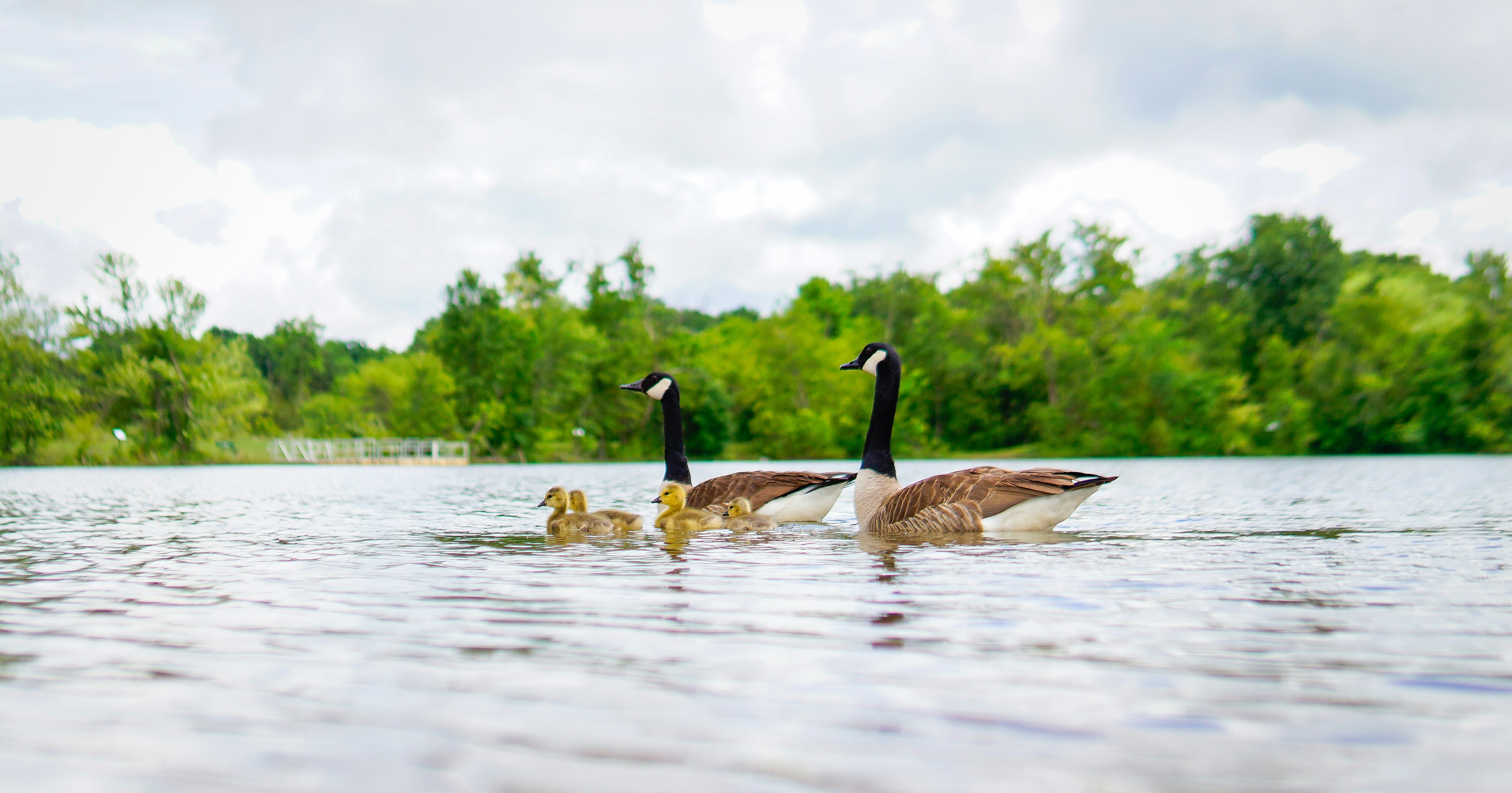 Goslings at the Glide: A Family of Canada Geese on Mirror-like Water