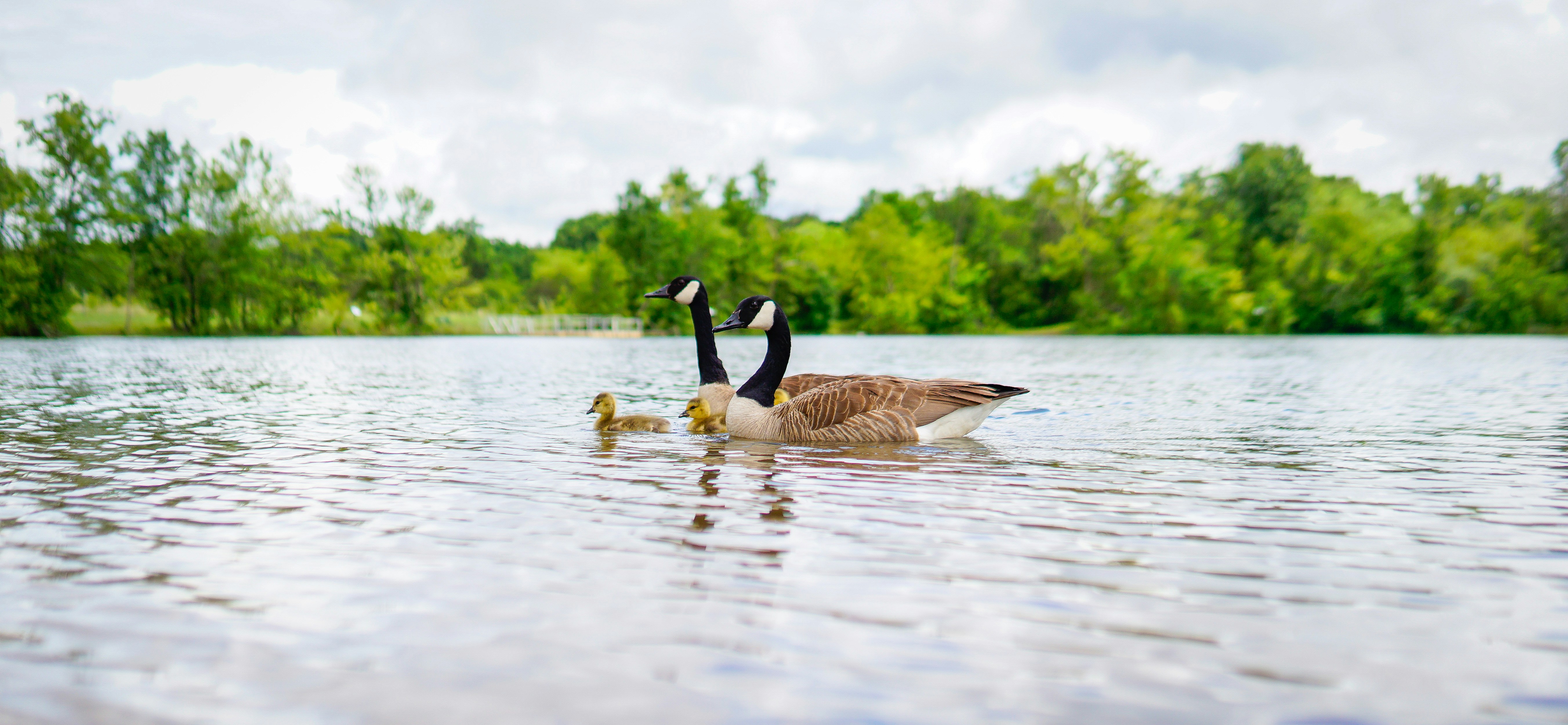 Diving Goose in a Quiet Lake Wake